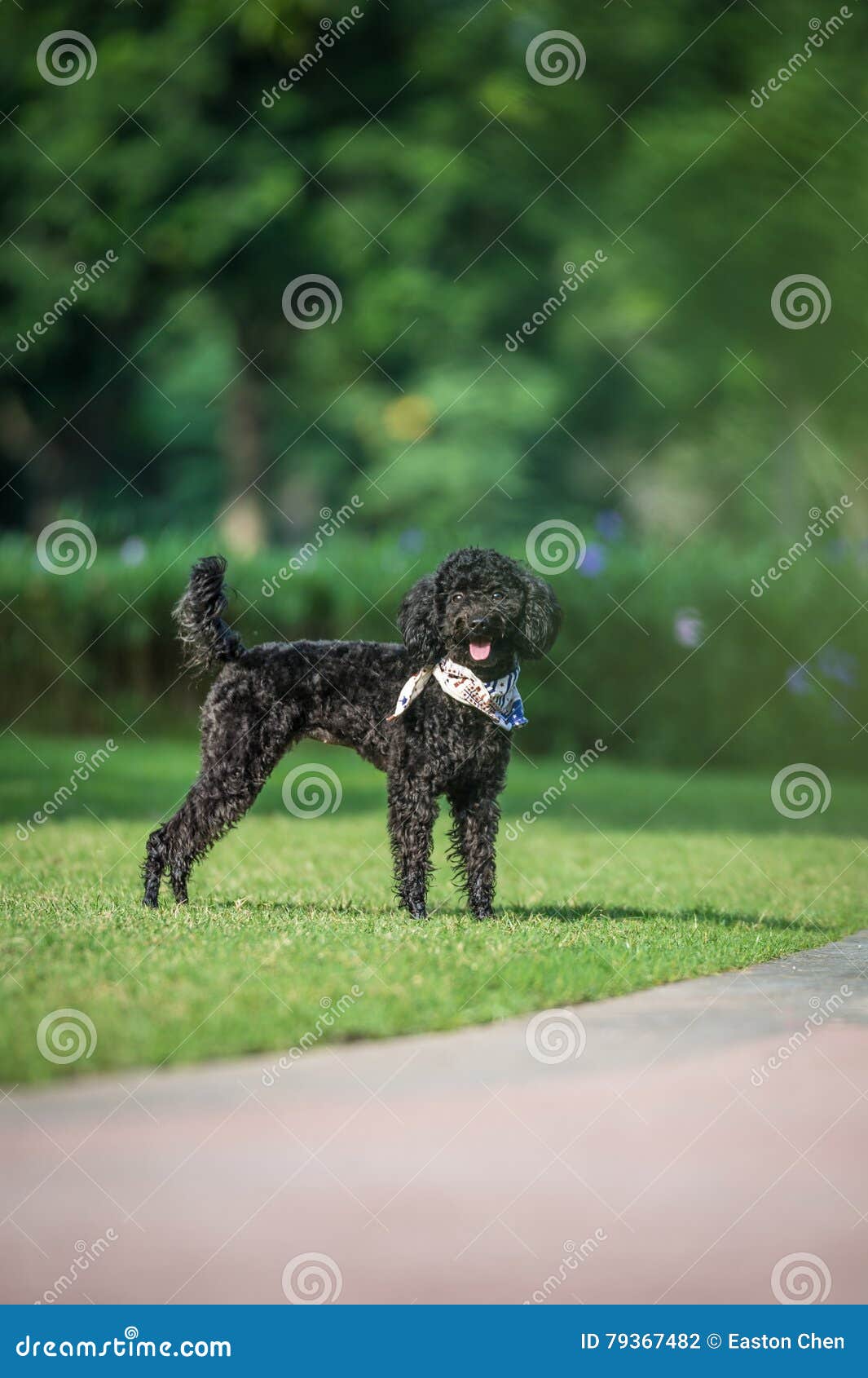 Poodles Playing in the Grass Stock Photo - Image of dogs, nature: 79367482