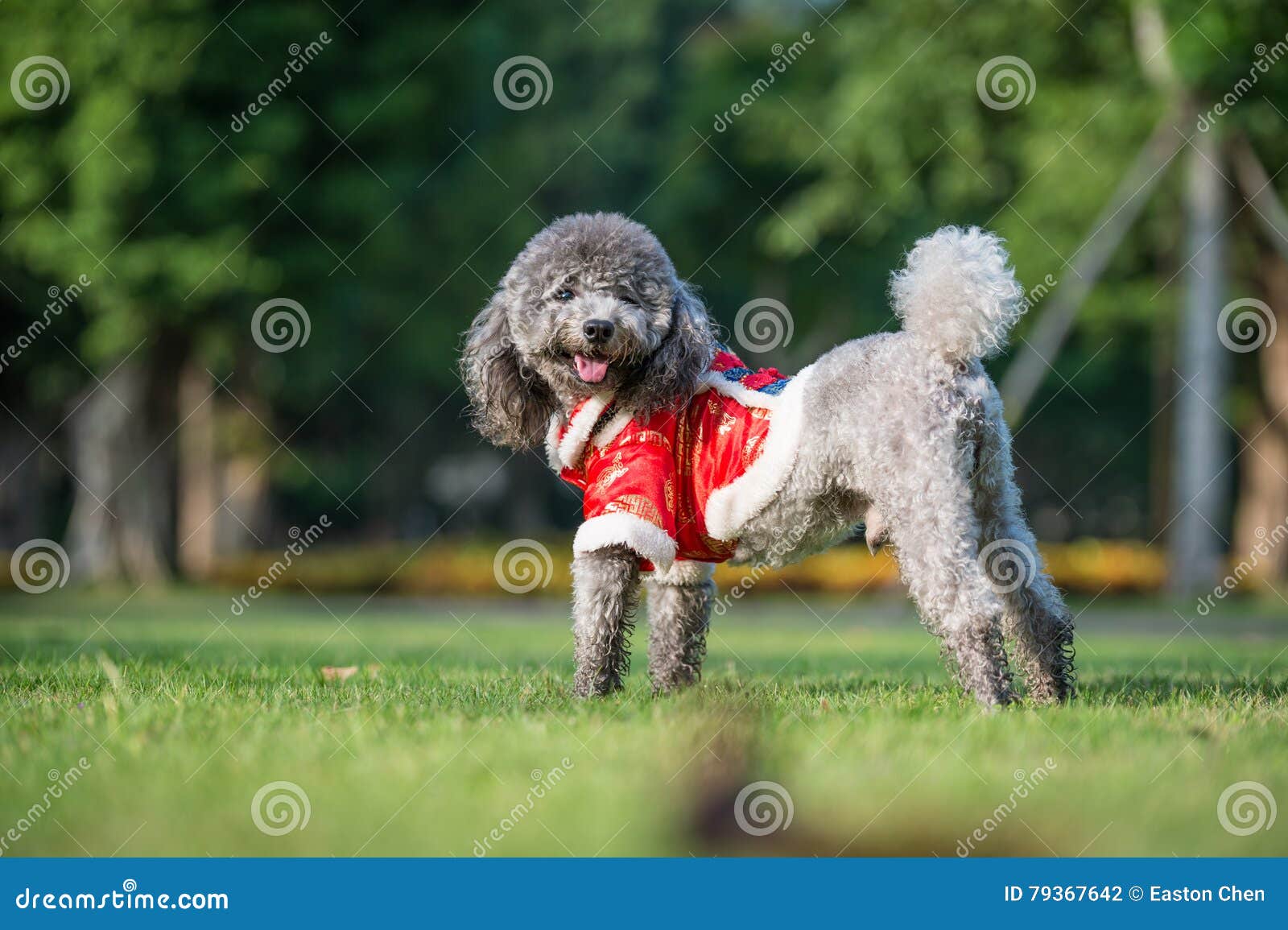 Poodles Playing in the Grass Stock Photo - Image of mammals, poodle ...