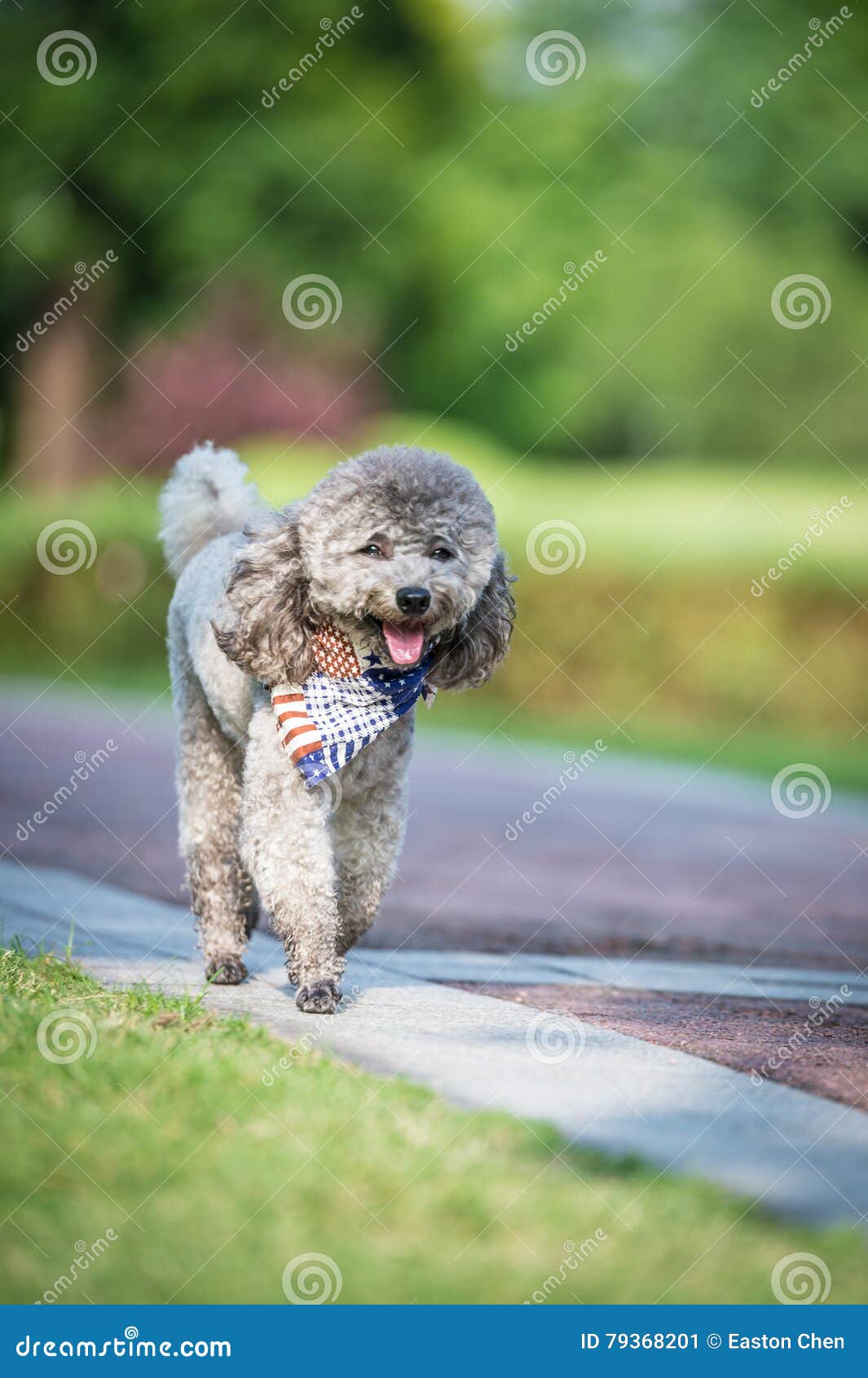 Poodles Playing in the Grass Stock Image - Image of grassoutdoor, dogs ...