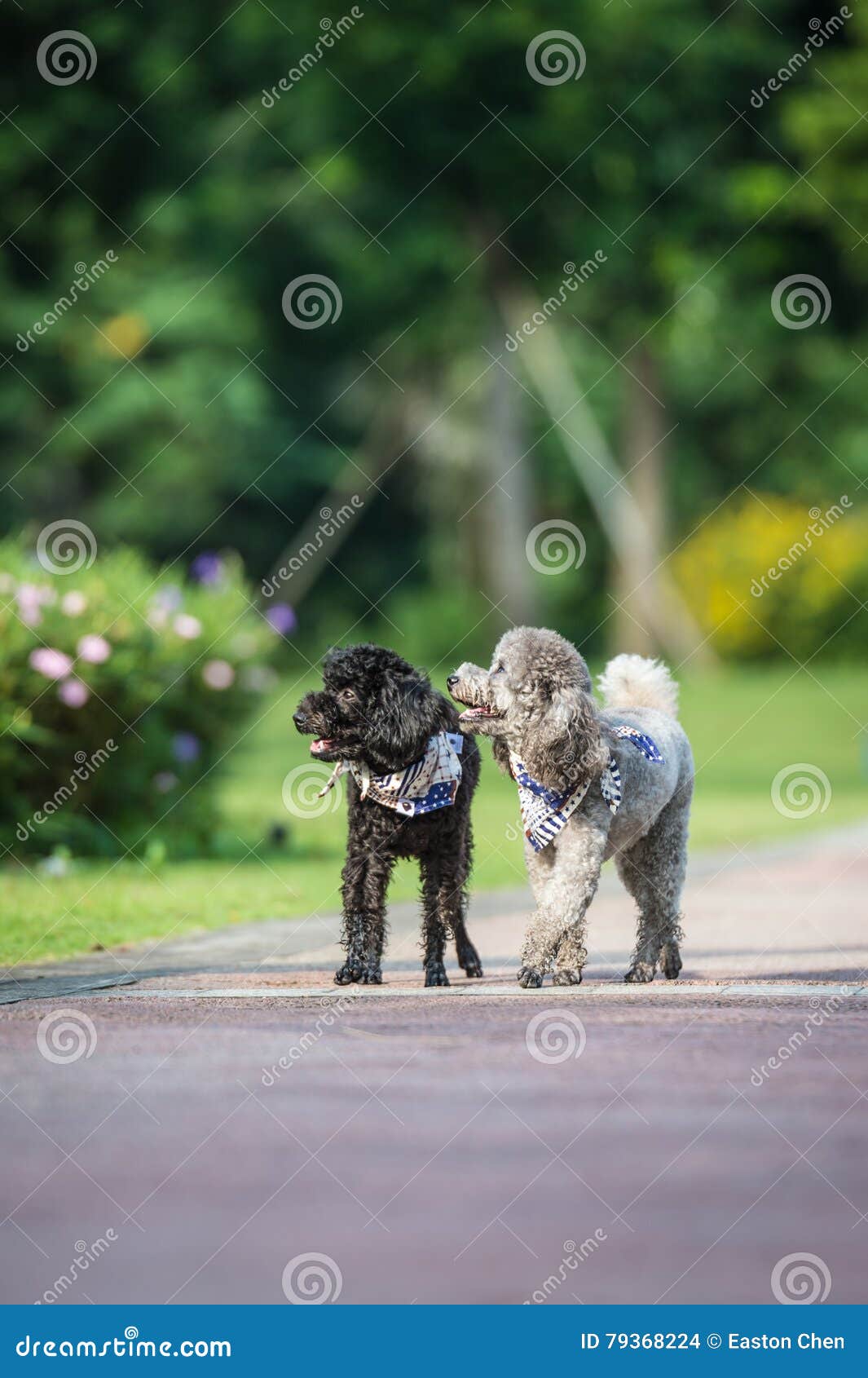 Poodles Playing in the Grass Stock Photo - Image of animal, shooting ...