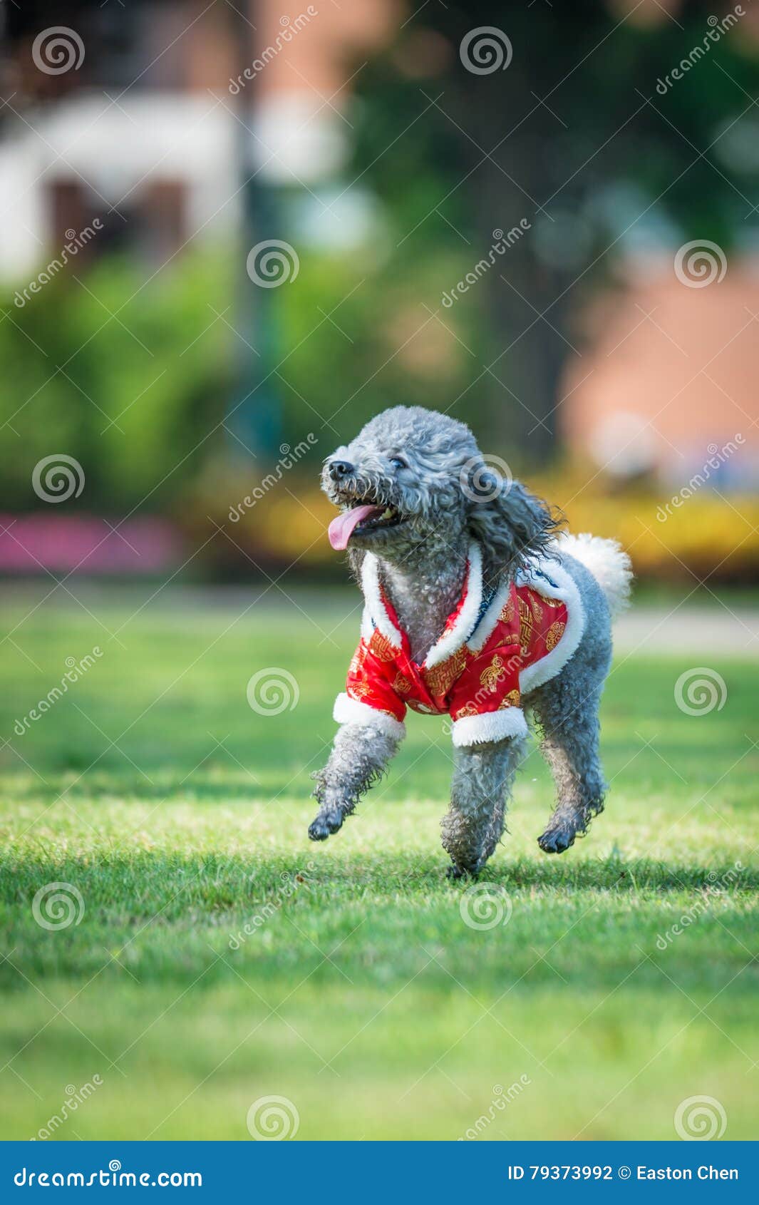 Poodles Playing in the Grass Stock Photo - Image of play, small: 79373992