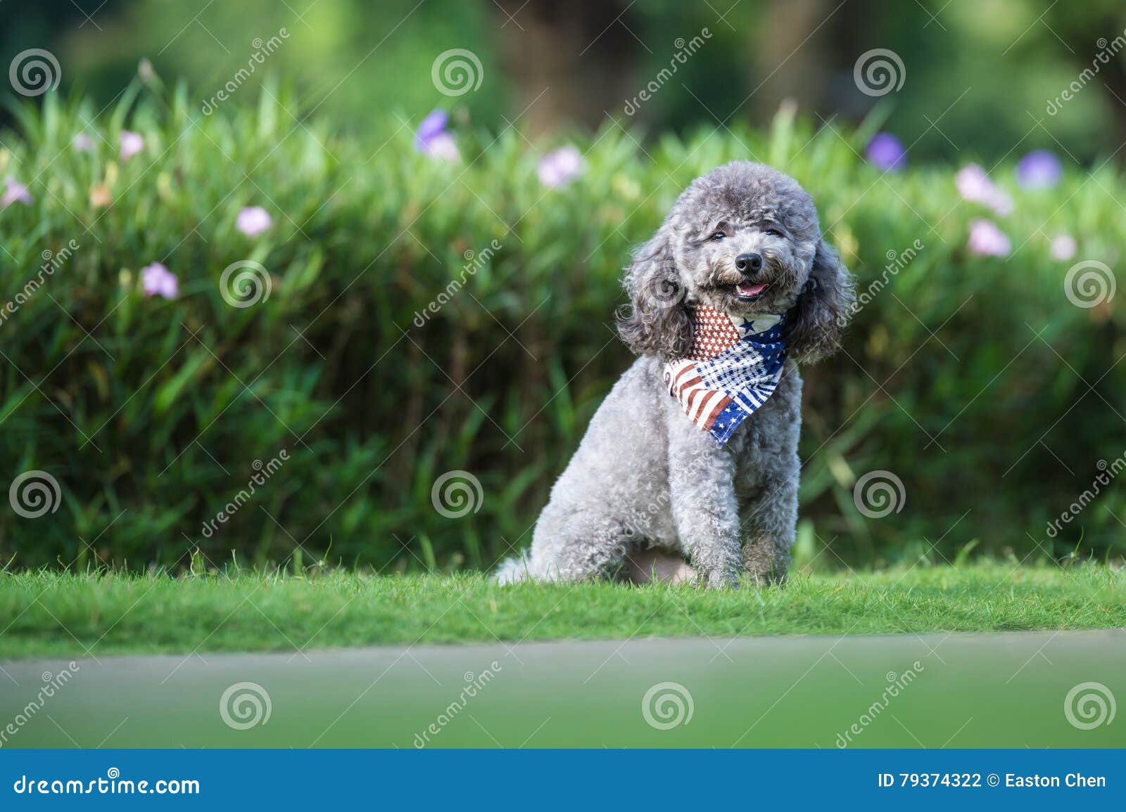 Poodles Playing in the Grass Stock Photo - Image of dogs, shooting ...