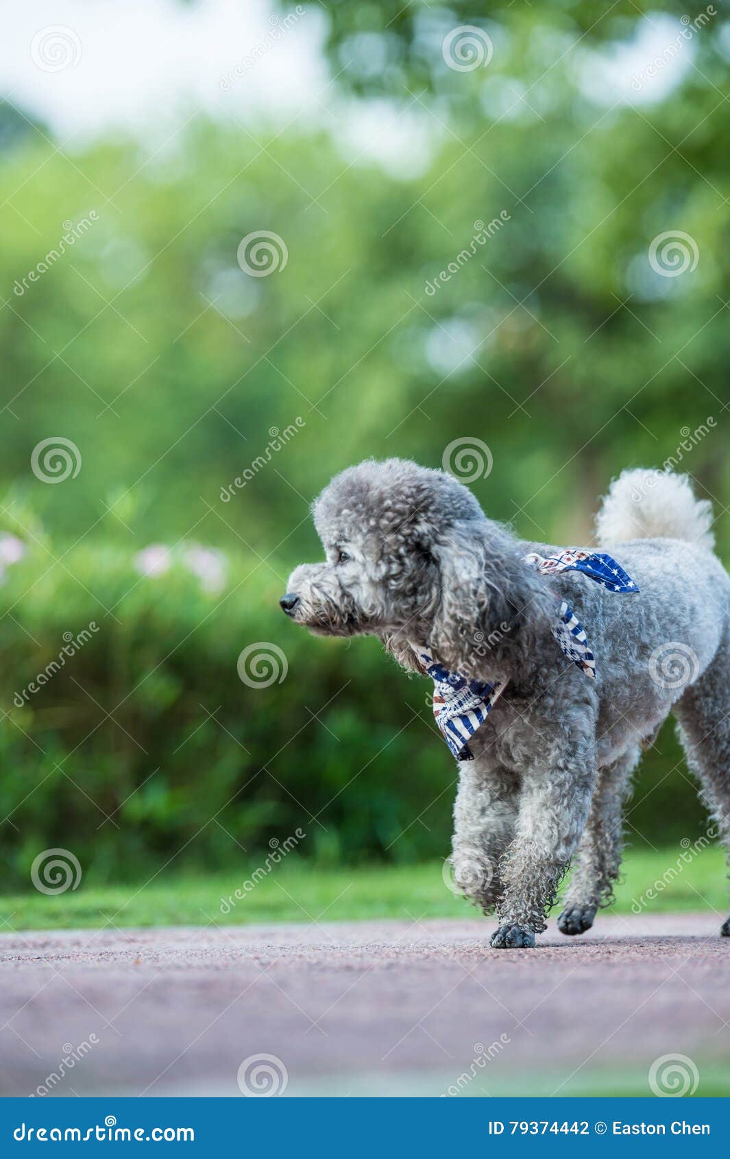 Poodles Playing in the Grass Stock Photo - Image of grass, mammals ...