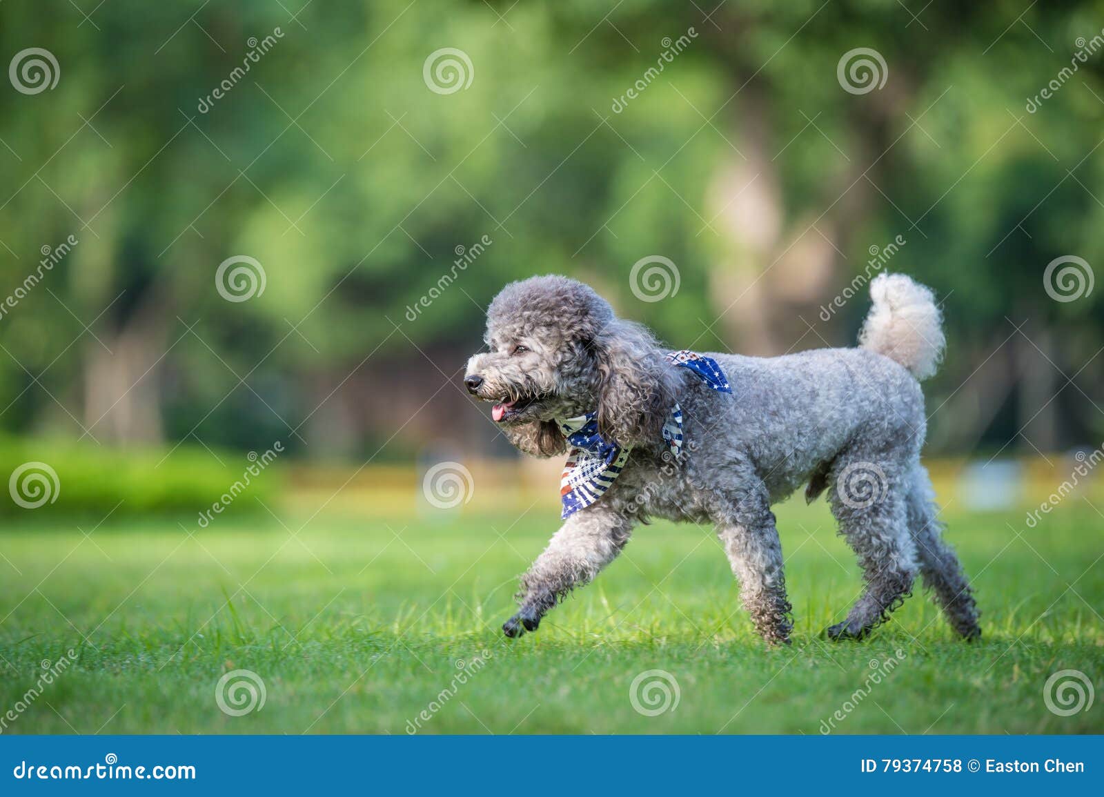 Poodles Playing in the Grass Stock Photo - Image of poodle, shooting ...