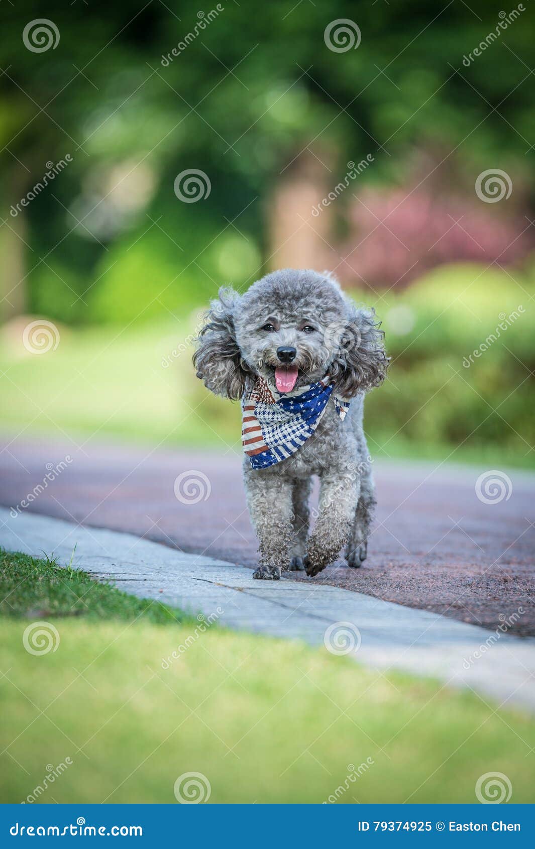 Poodles Playing in the Grass Stock Image - Image of shooting, animal ...
