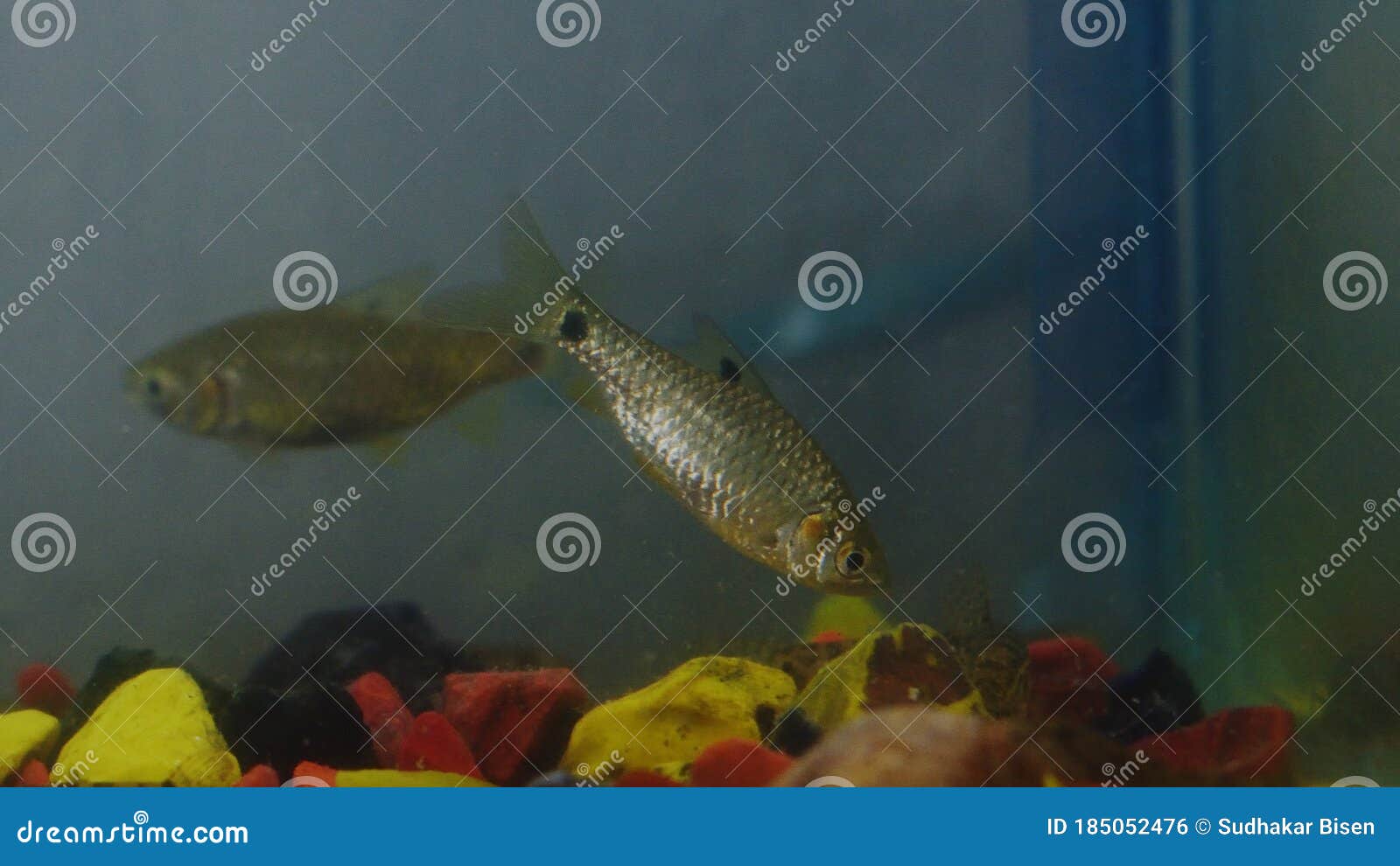 Swamp Barb Or Puthi Of Bangladesh On Banana Stem In Studio. Swamp Barb ...