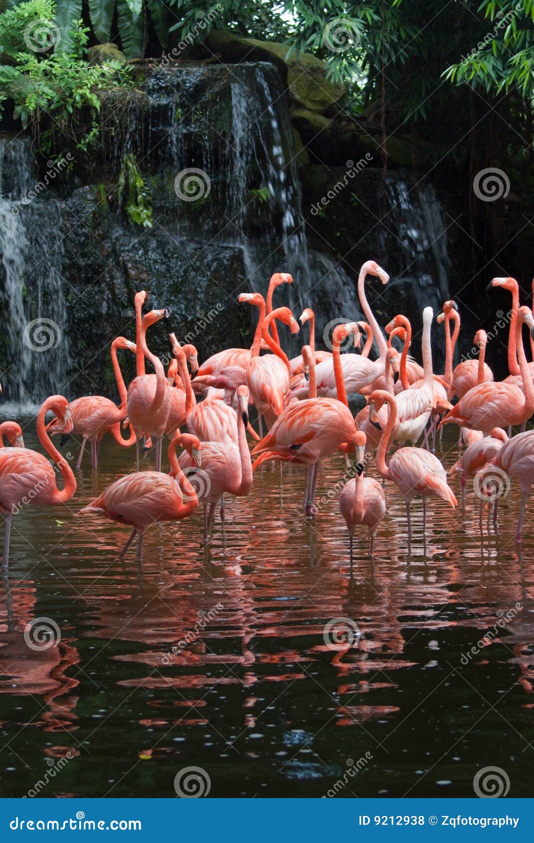 Pool of Flamingo stock photo. Image of creature, lake - 9212938