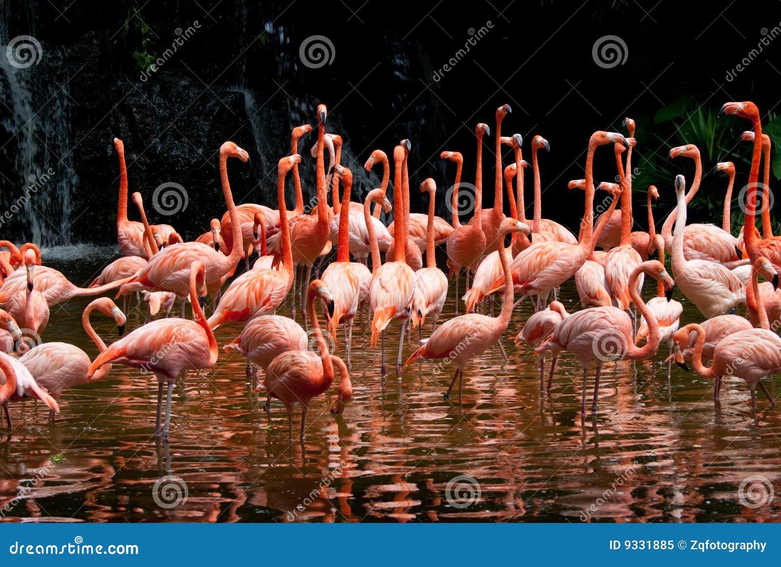Pool of Flamingo stock image. Image of head, gather, african - 9331885