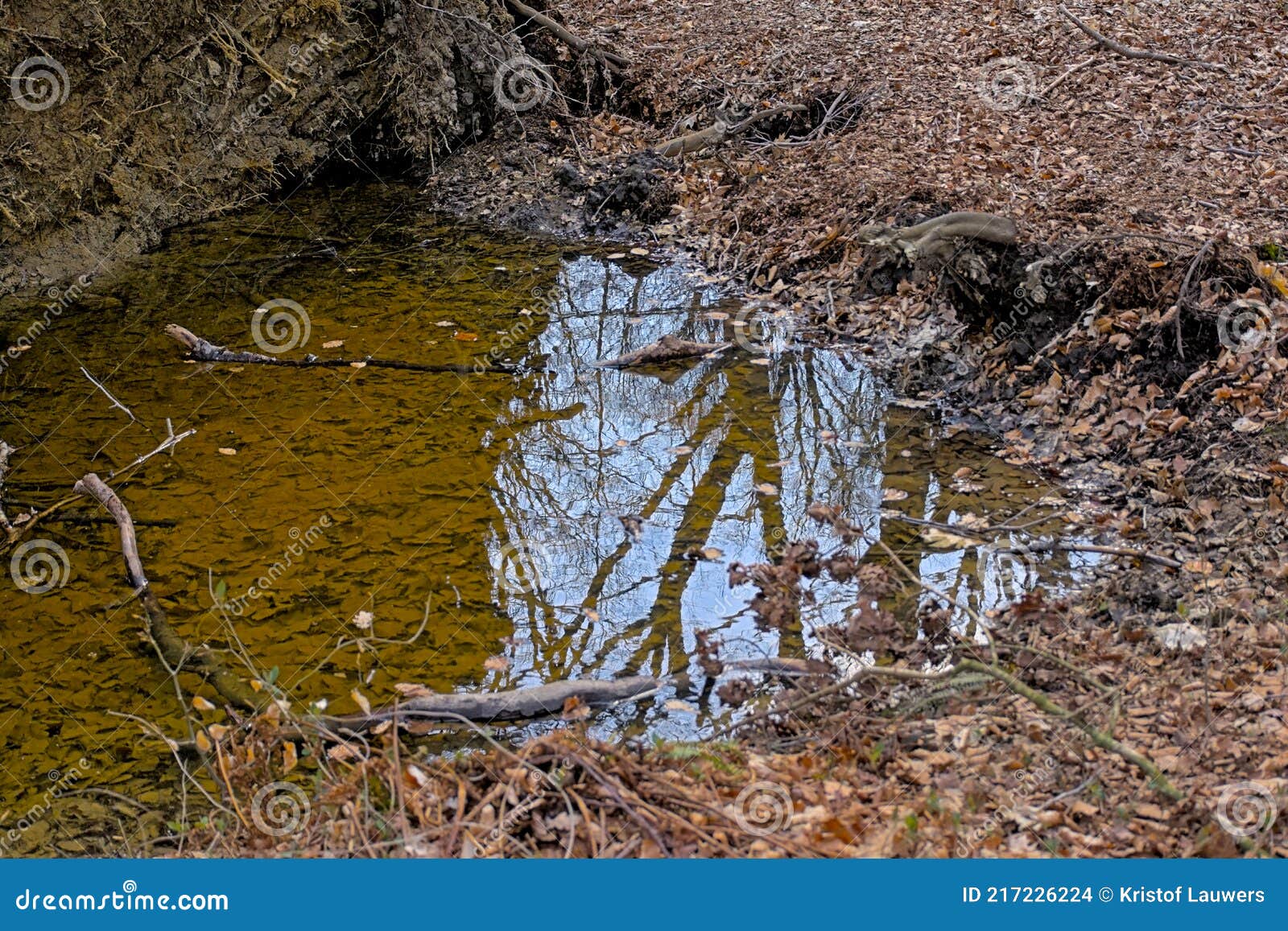 Pool in the Forest, with Reflection of Bare Trees and Sky Stock Photo ...
