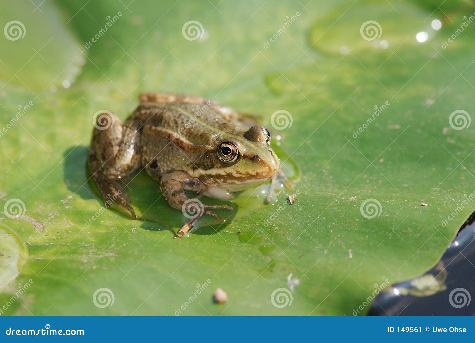 Pool frog stock image. Image of lessonae, animal, brown - 149561