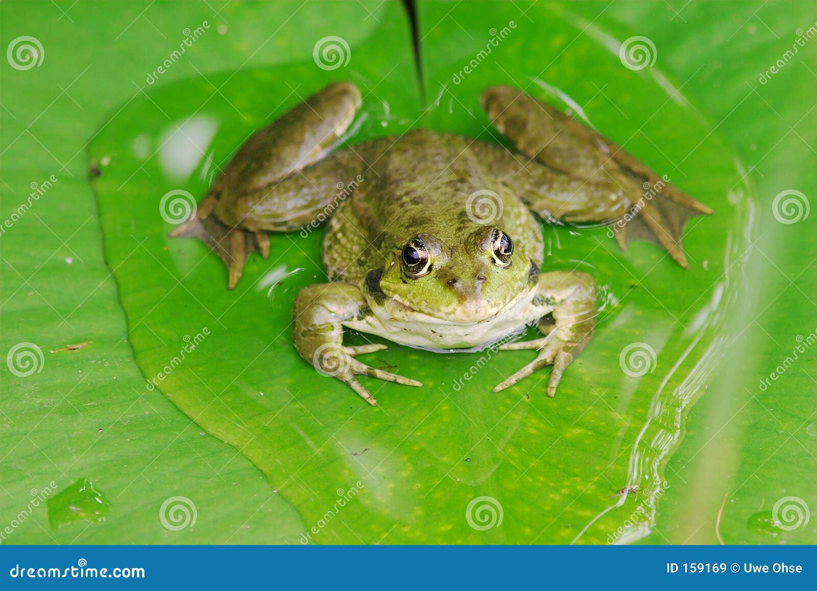 Pool Frog 2 stock image. Image of rana, pond, amphibian - 159169
