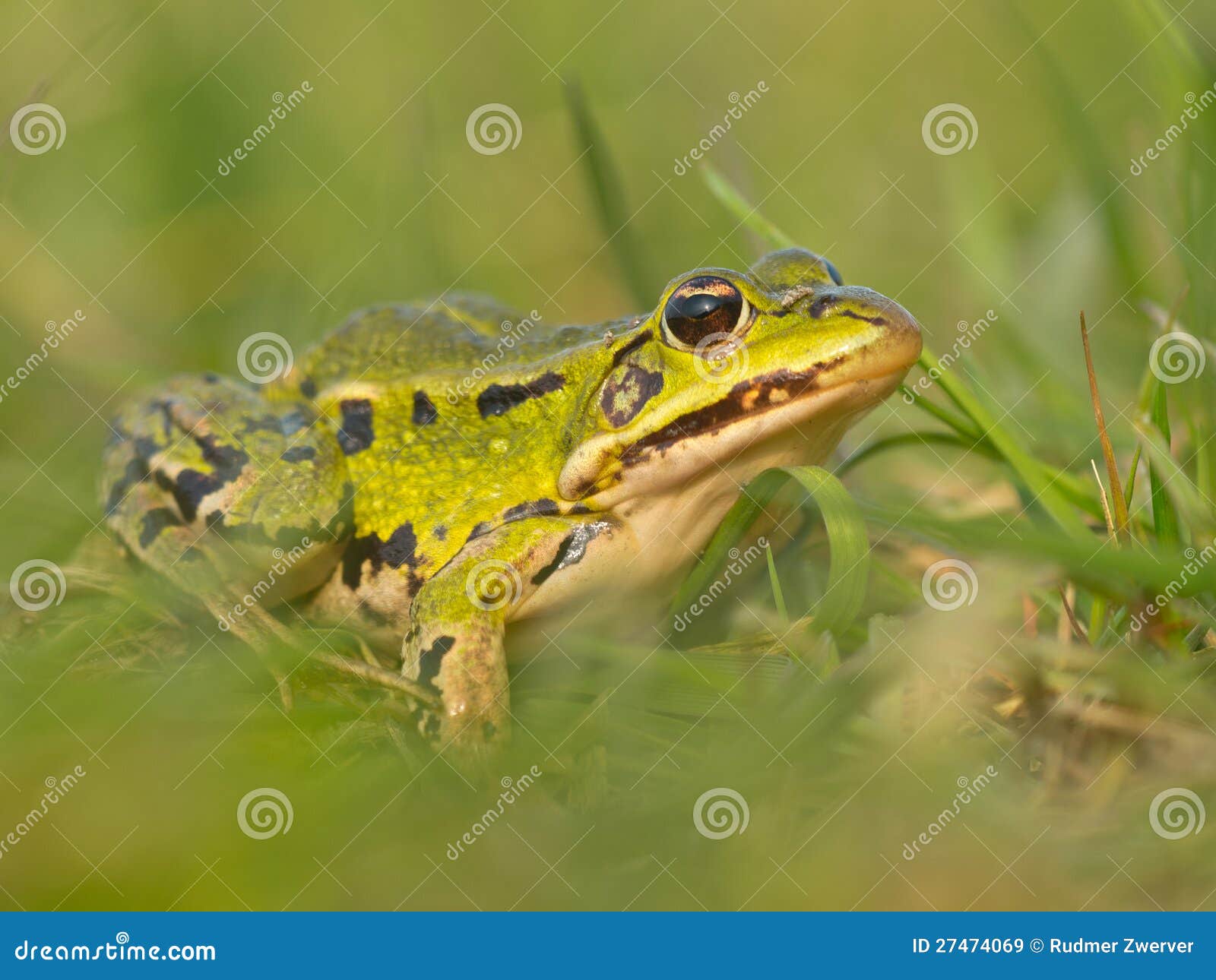 Pool frog stock image. Image of march, natural, animal - 27474069