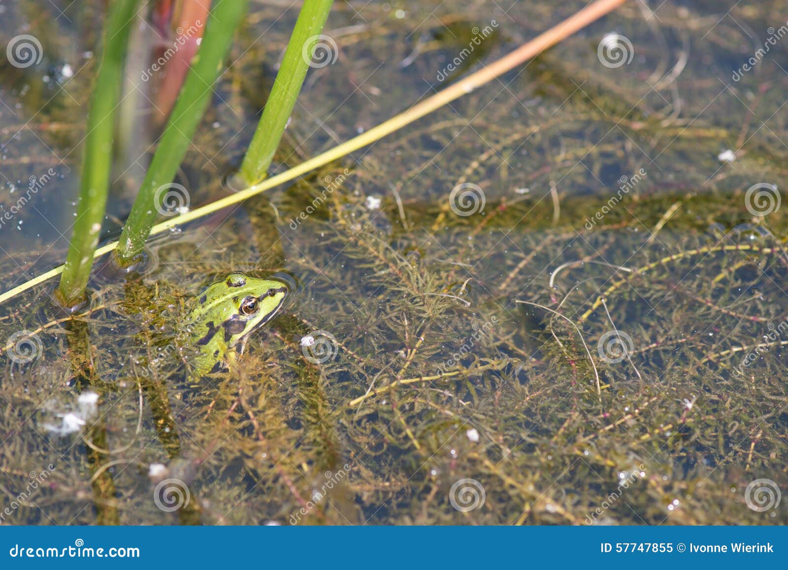 Pool frog stock image. Image of pelophylax, amphibian - 57747855