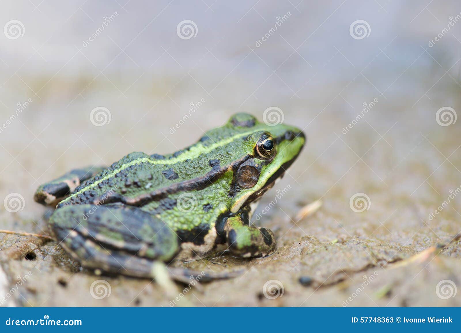 Pool frog stock image. Image of lessonae, heuvelrug, netherlands - 57748363