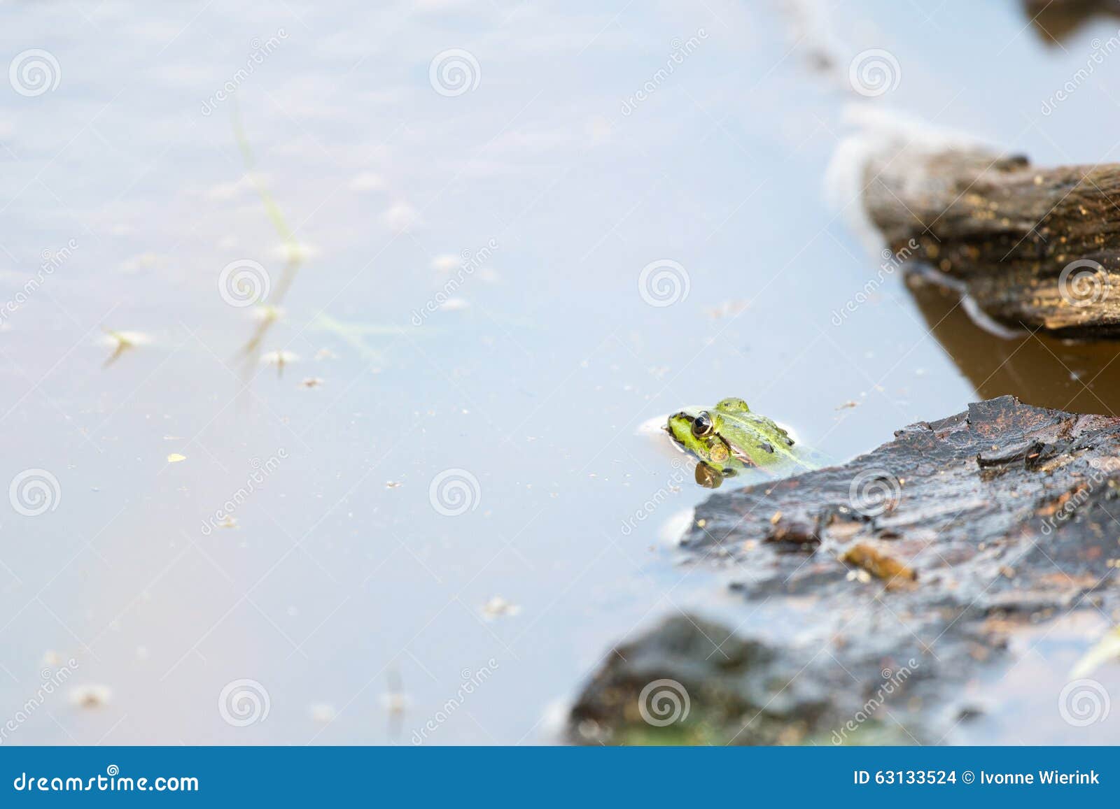 Pool frog stock photo. Image of animal, amphibian, nature - 63133524