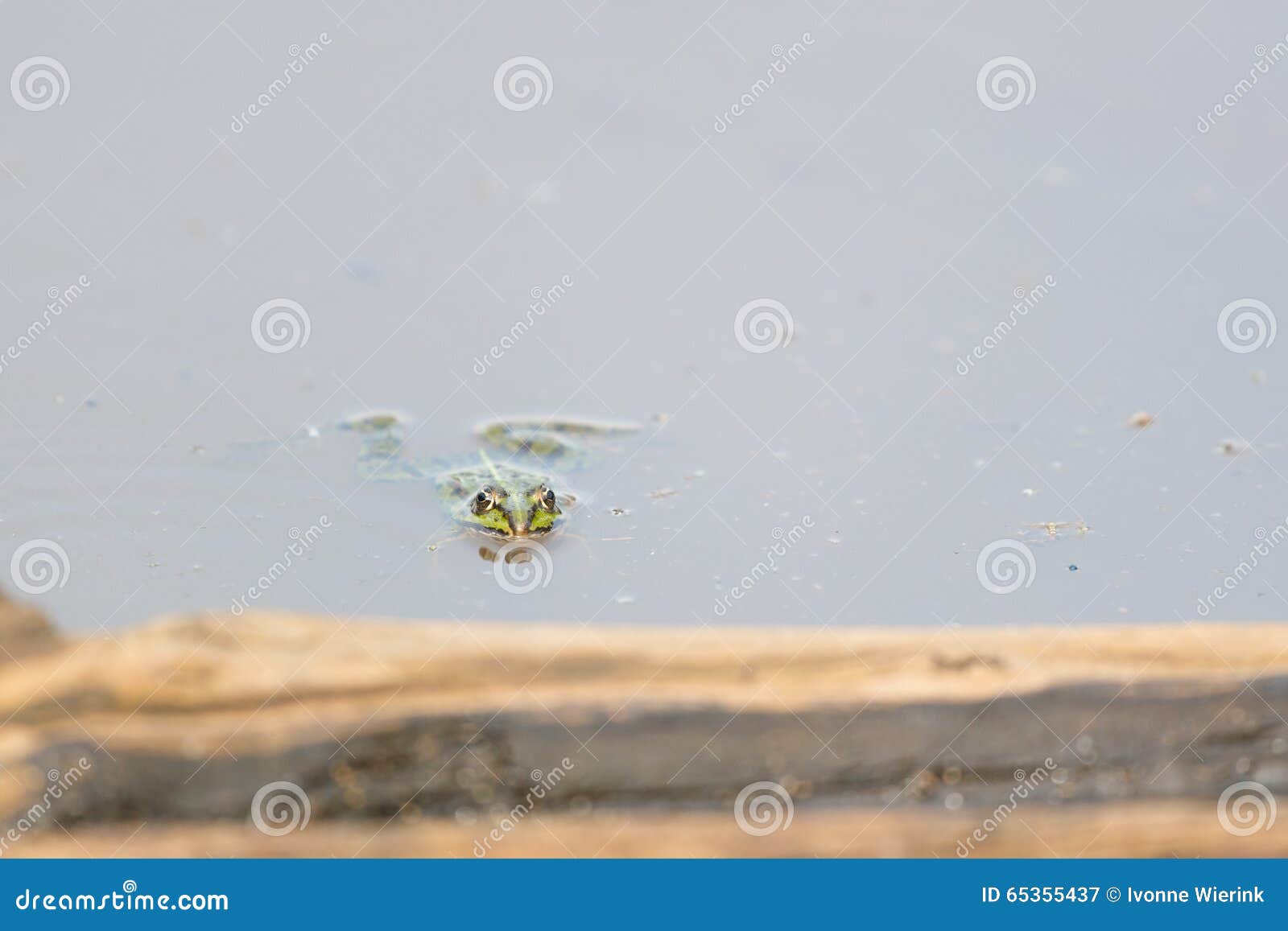 Pool frog stock image. Image of tree, green, nature, lessonae - 65355437