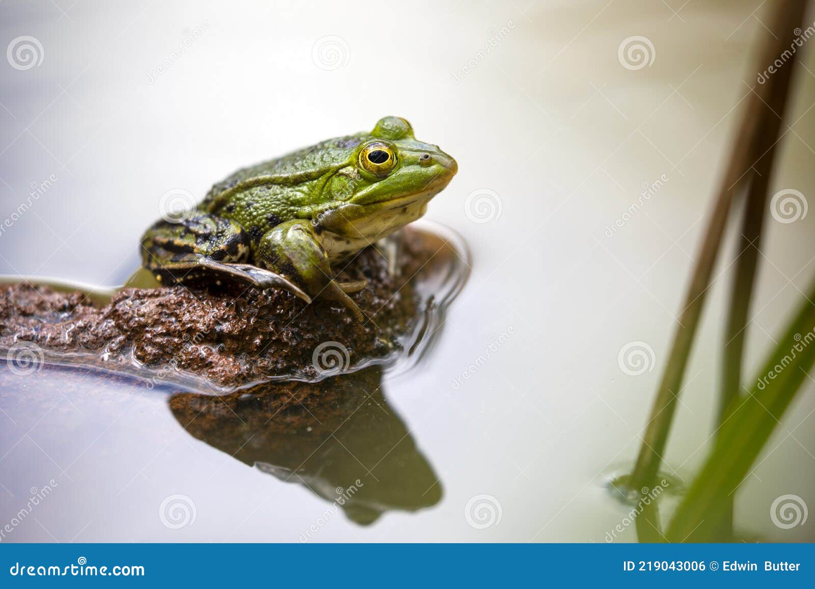 Pool Frog Pelophylax Lessonae Stock Photo - Image of species, lake ...