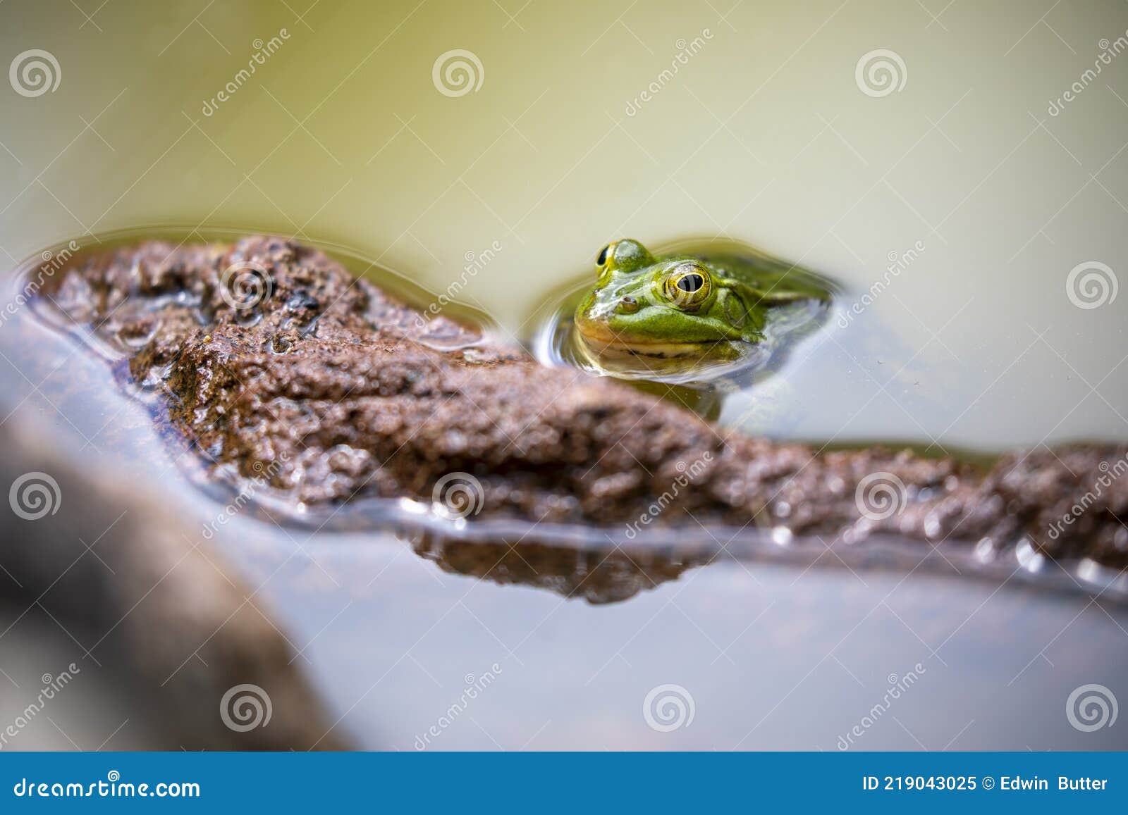 Pool Frog Pelophylax Lessonae Stock Image - Image of reserve, pond ...