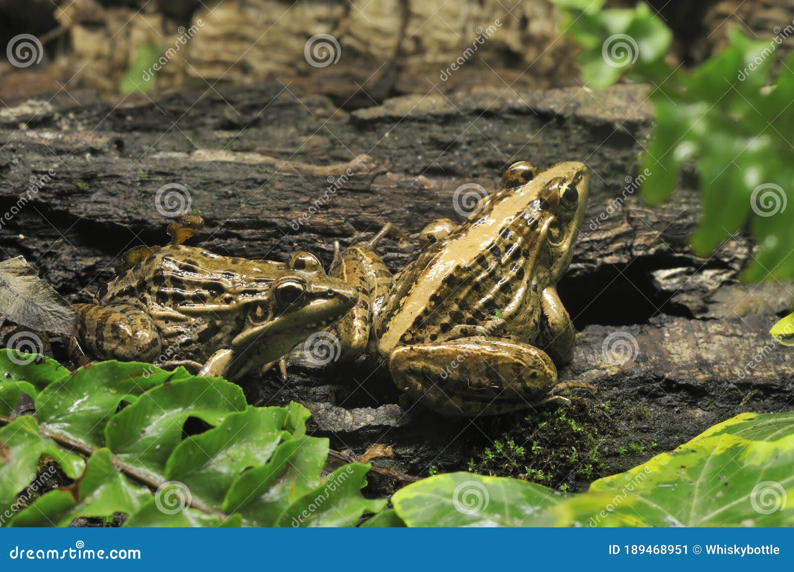 Pool Frog stock image. Image of wildlife, stream, pond - 189468951
