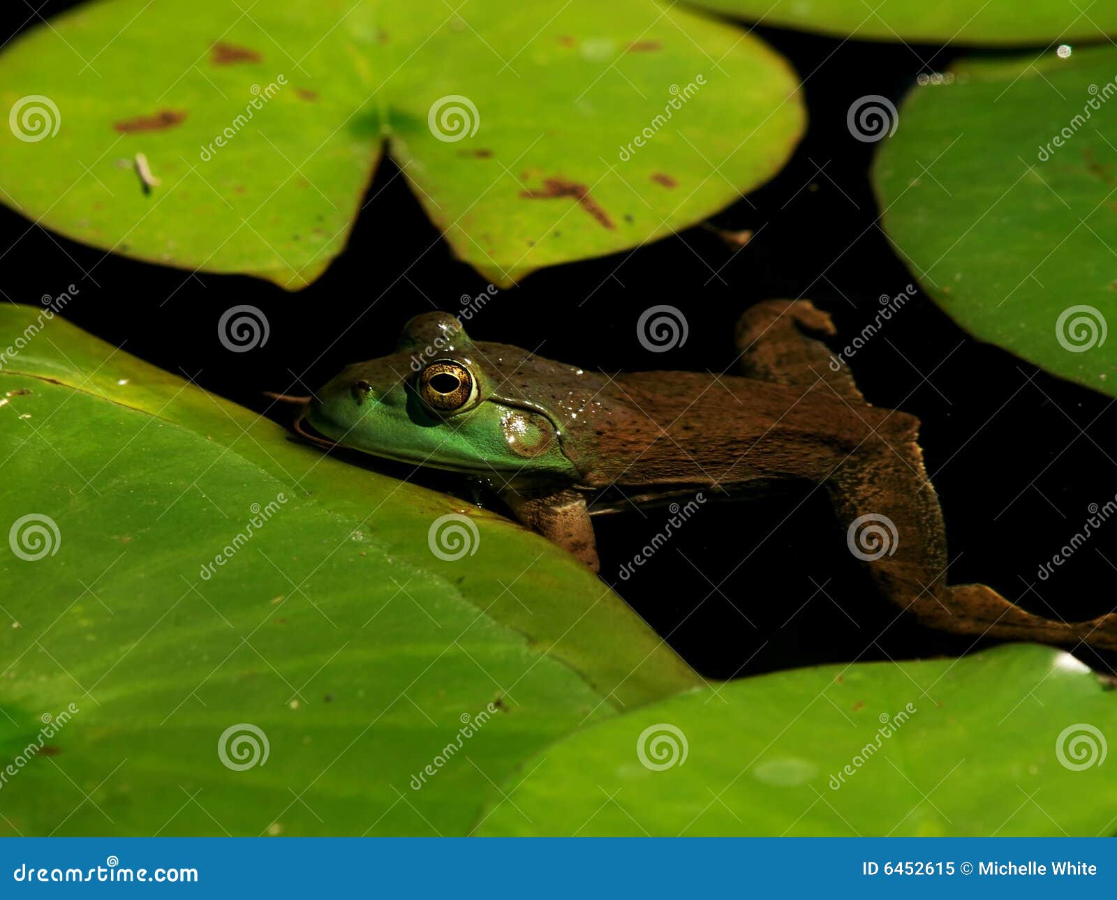 Pool frog in a pond stock image. Image of botanical, water - 6452615