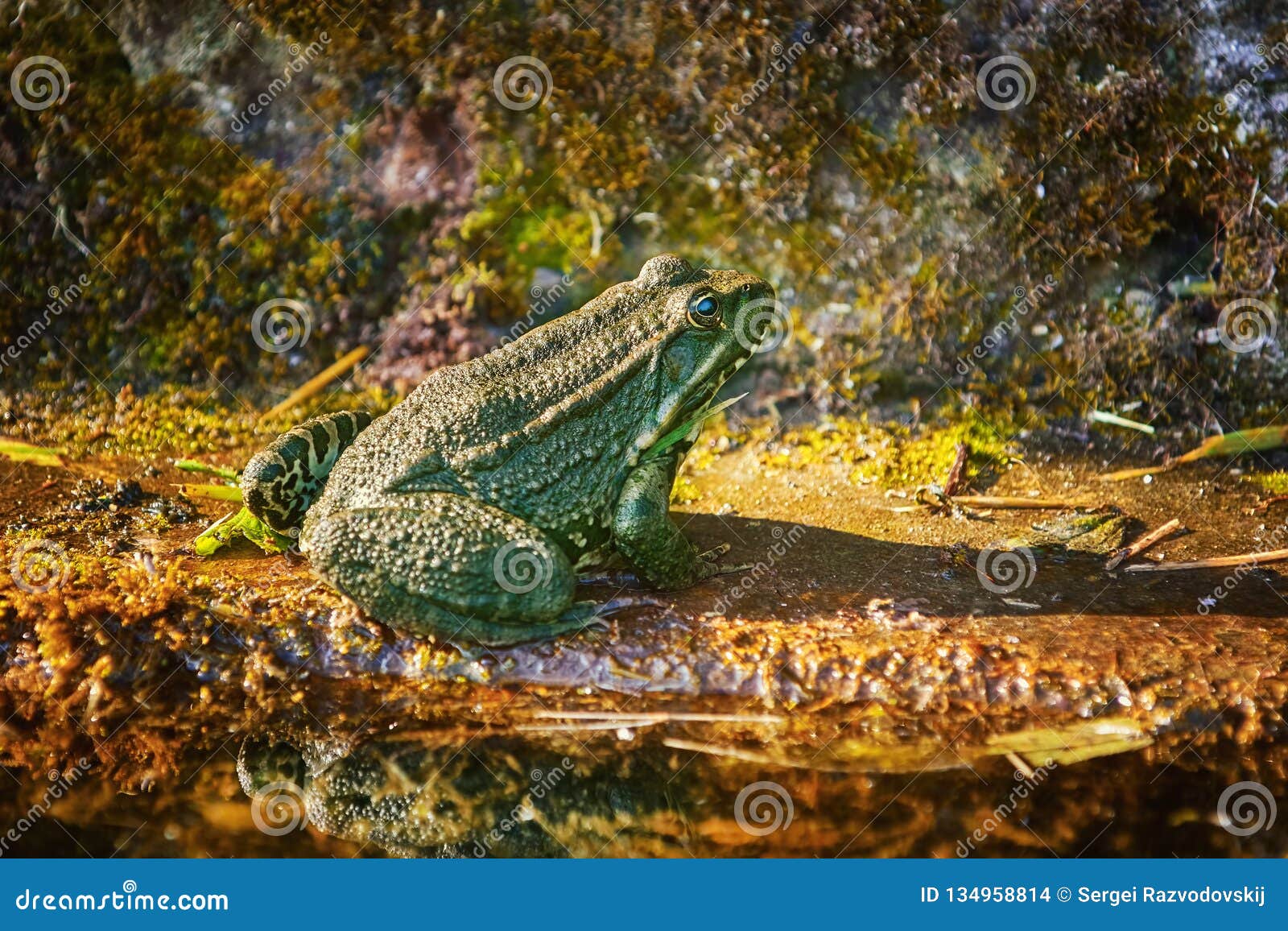 The Pool Frog stock photo. Image of animal, amphibian - 134958814