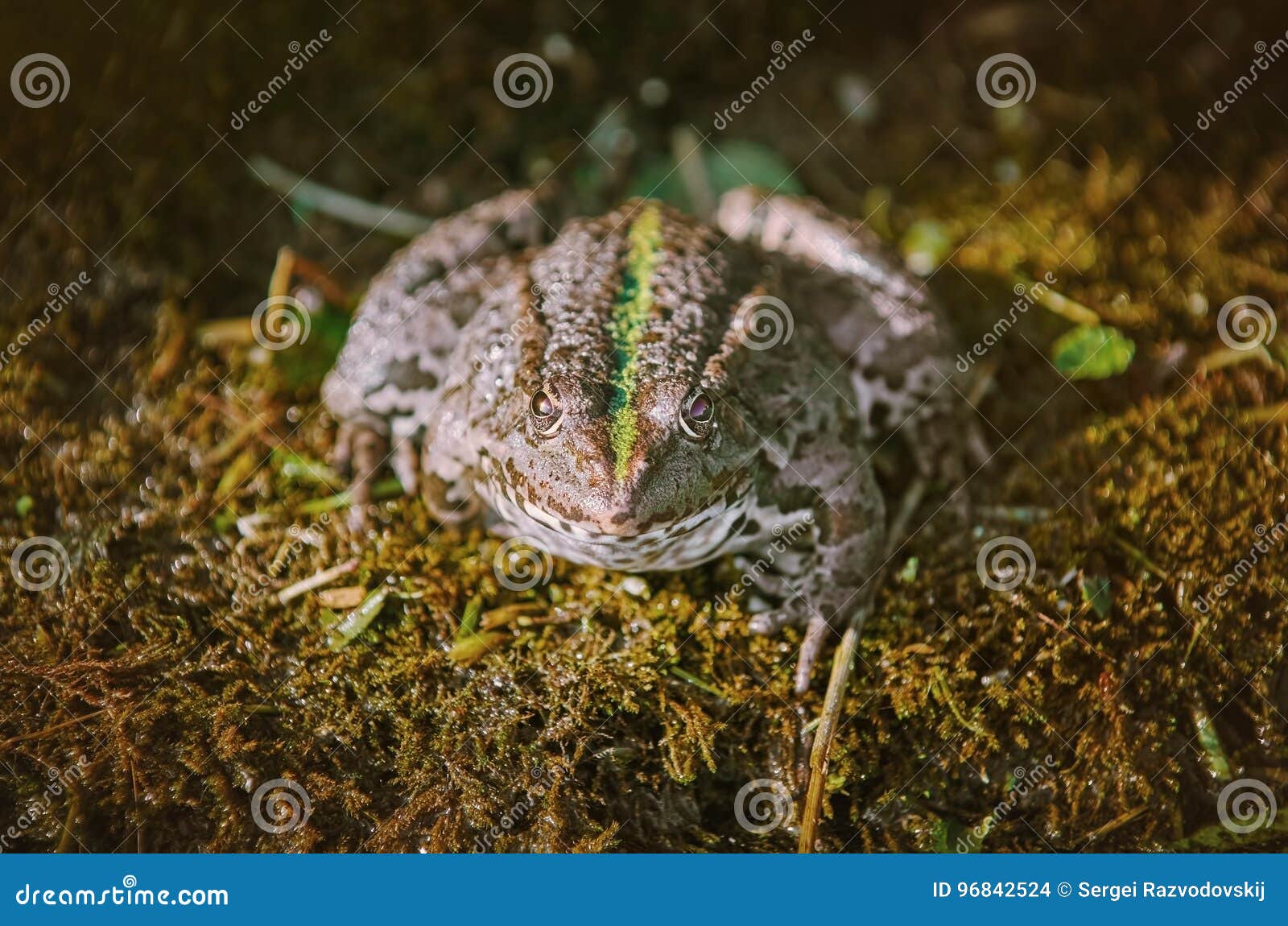 The Pool Frog stock photo. Image of animal, pool, carnivorous - 96842524