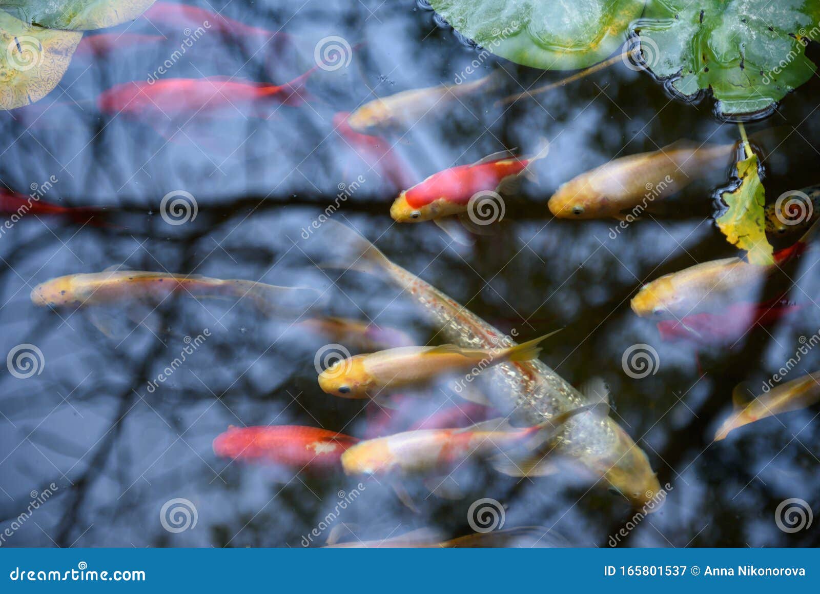 Pool with Gold and Red Fish - View through the Water. Stock Image ...