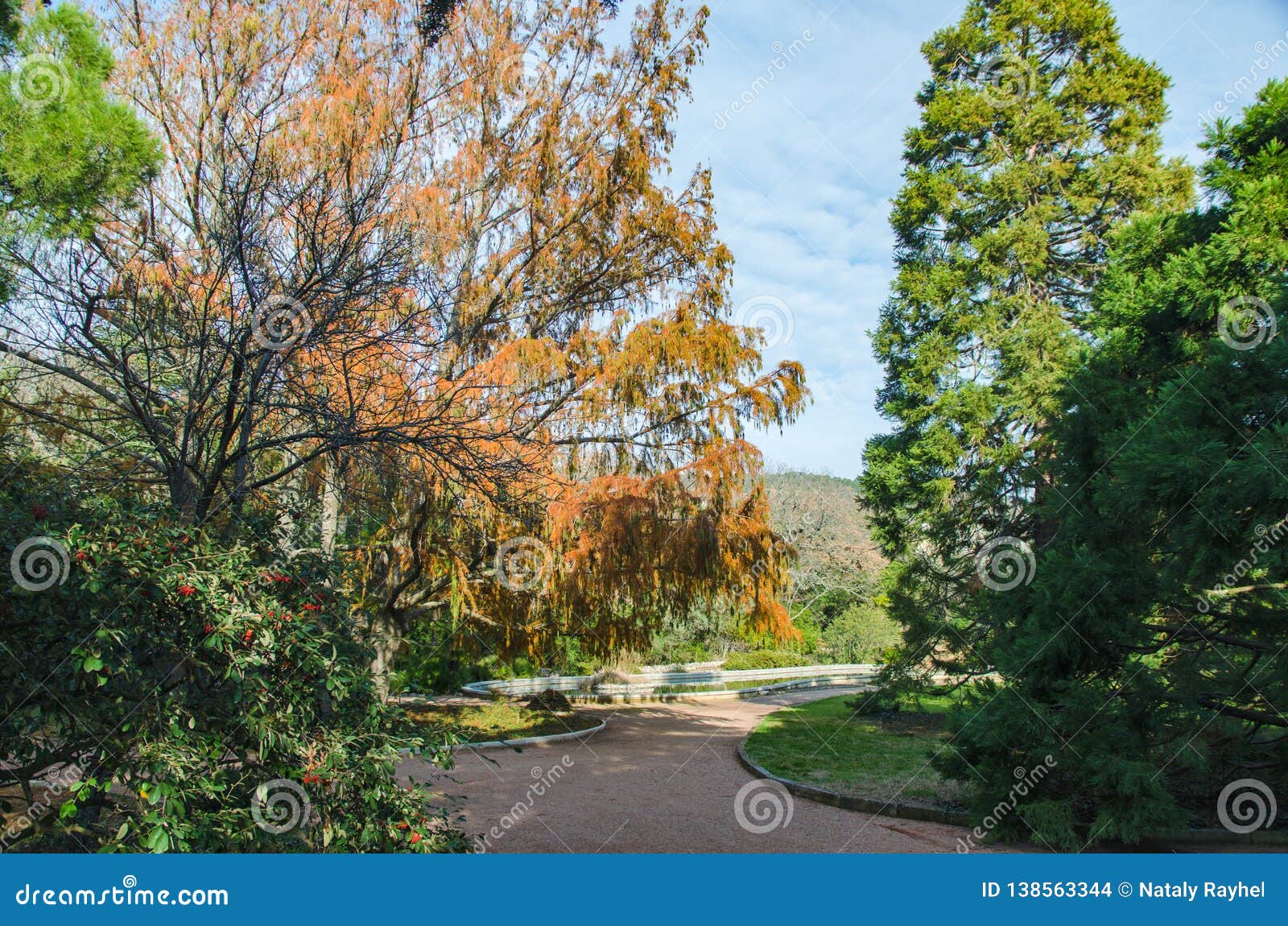 Pool and tree stock photo. Image of garden, pool, calmly - 138563344