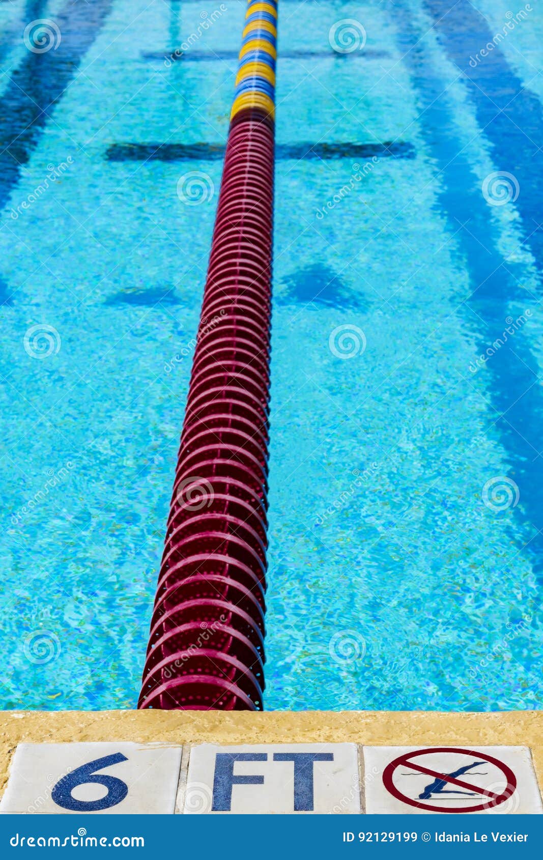 Pool lines stock image. Image of dolphin, animals, dusk - 92129199