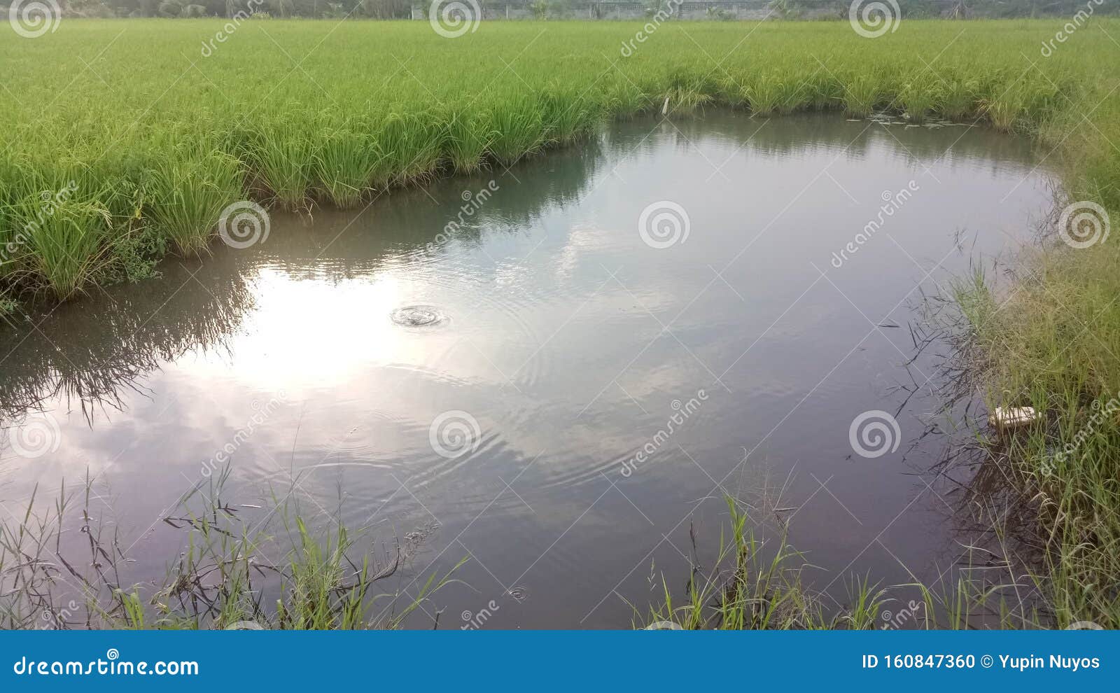 Pool in the rice fields stock photo. Image of fields - 160847360
