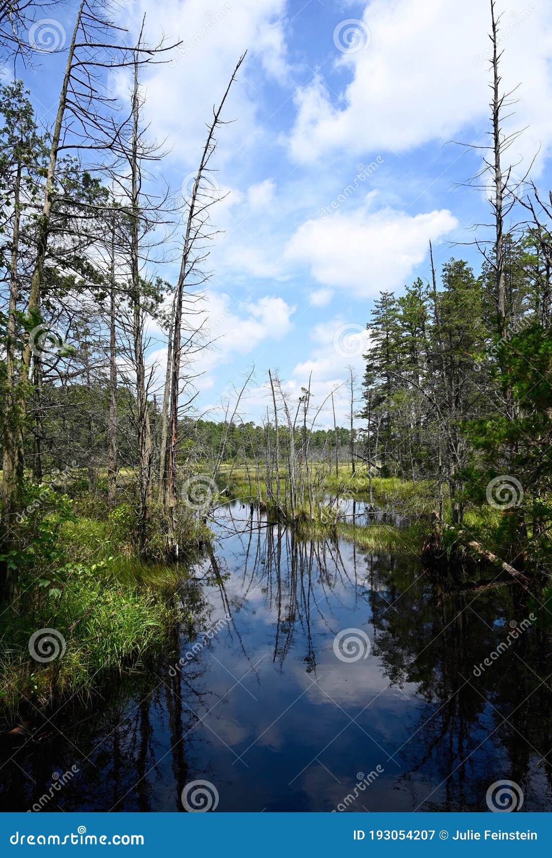 Still Marshy Pool stock image. Image of marshy, pools - 193054207