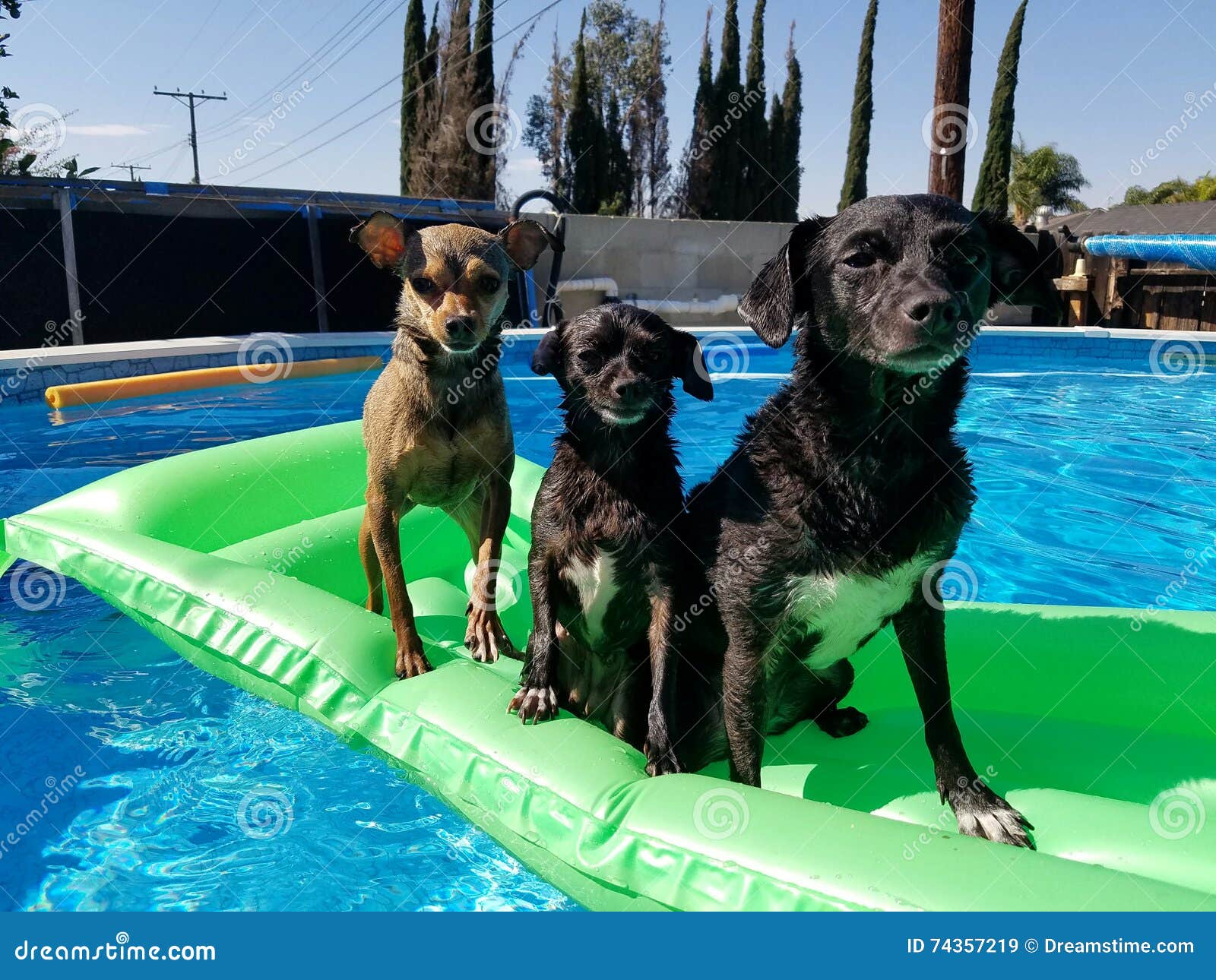Pool Time Fun with the Dogs Stock Image - Image of summer, camera: 74357219