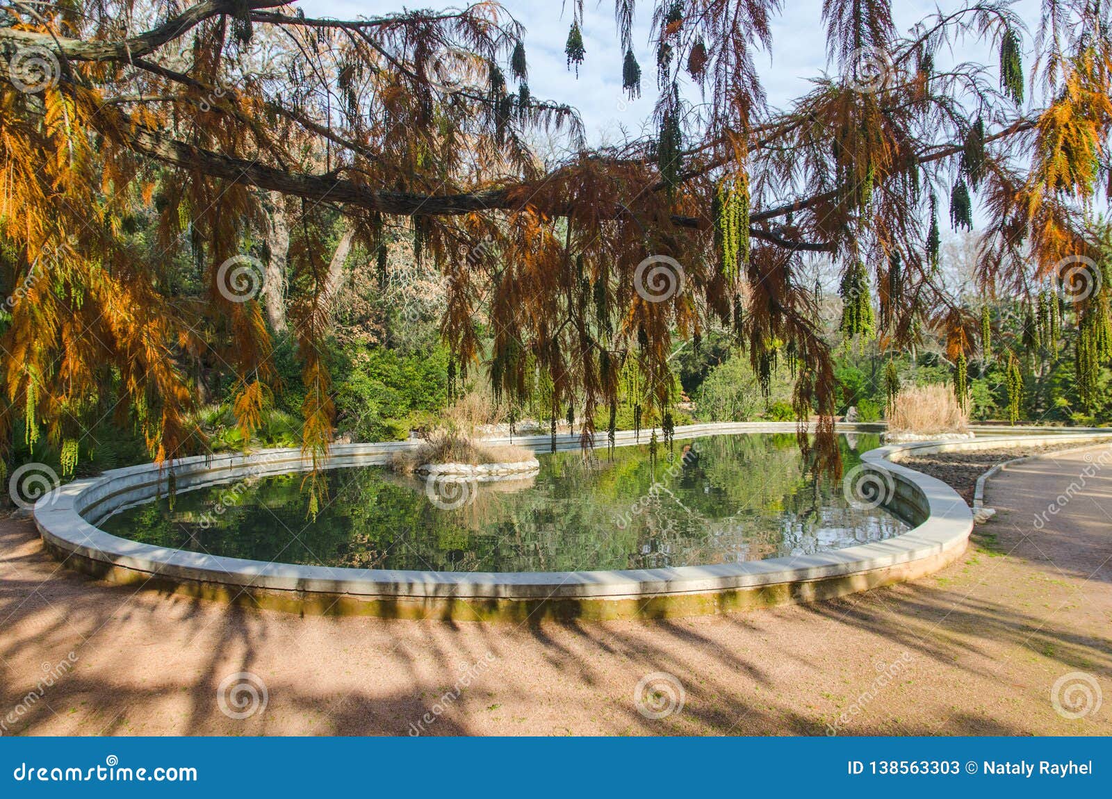 Pool and tree stock image. Image of outdoor, arboretum - 138563303