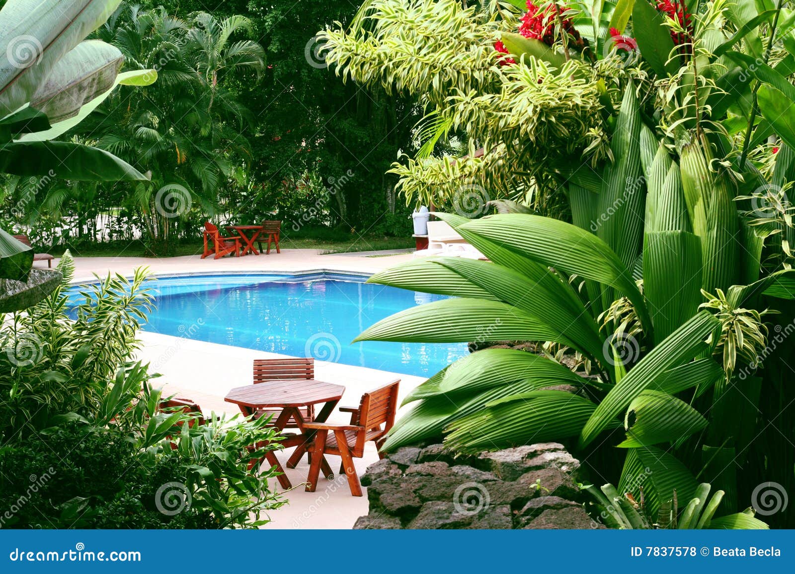 Pool in tropical setting stock photo. Image of patio, lush - 7837578