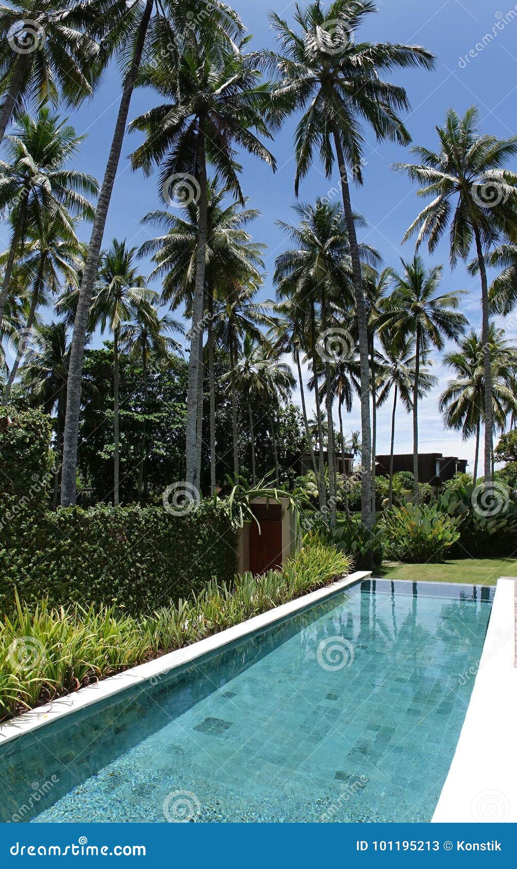 The Pool Under Palm Trees on the Seashore, Bali, Indonesia Stock Image ...