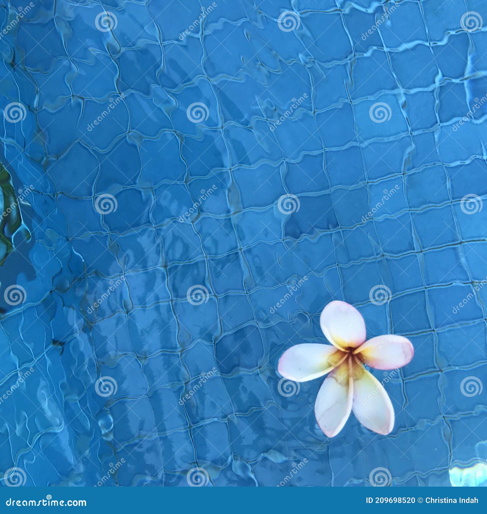 Pool stock photo. Image of flower, water, blue, bali - 209698520