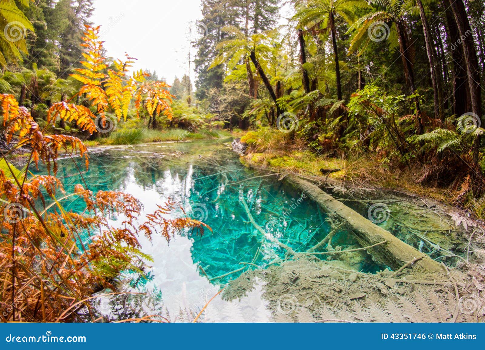 Pool of Water Surrounded in Forest Stock Photo - Image of underneath ...