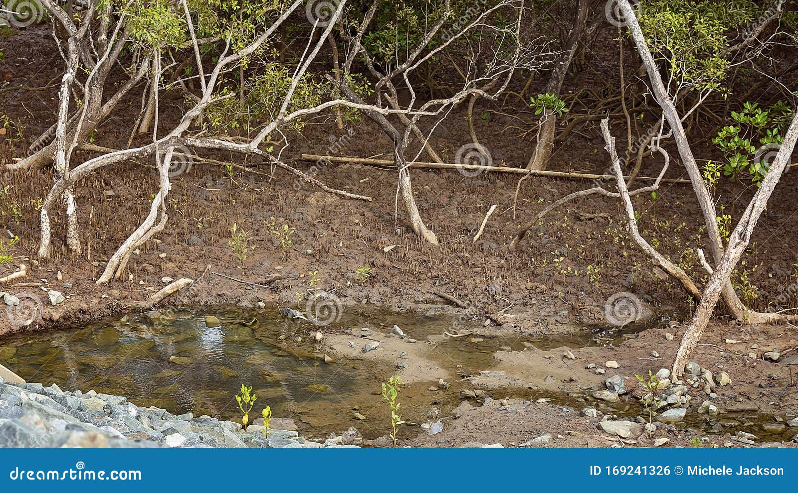 A Pool of Swamp Water stock photo. Image of ocean, environment - 169241326