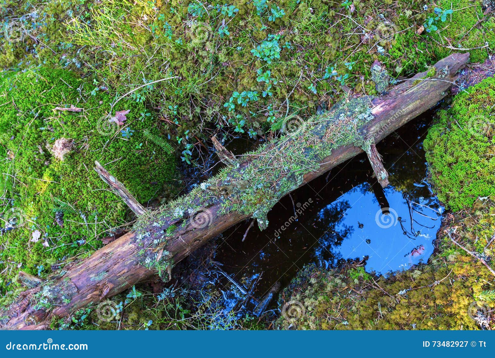 Pool of water stock image. Image of pool, calm, conifer - 73482927