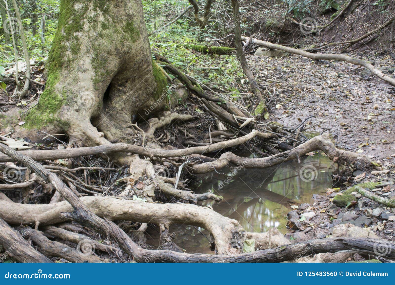 Pool of Water with Tree Roots Stock Photo - Image of roots, large ...
