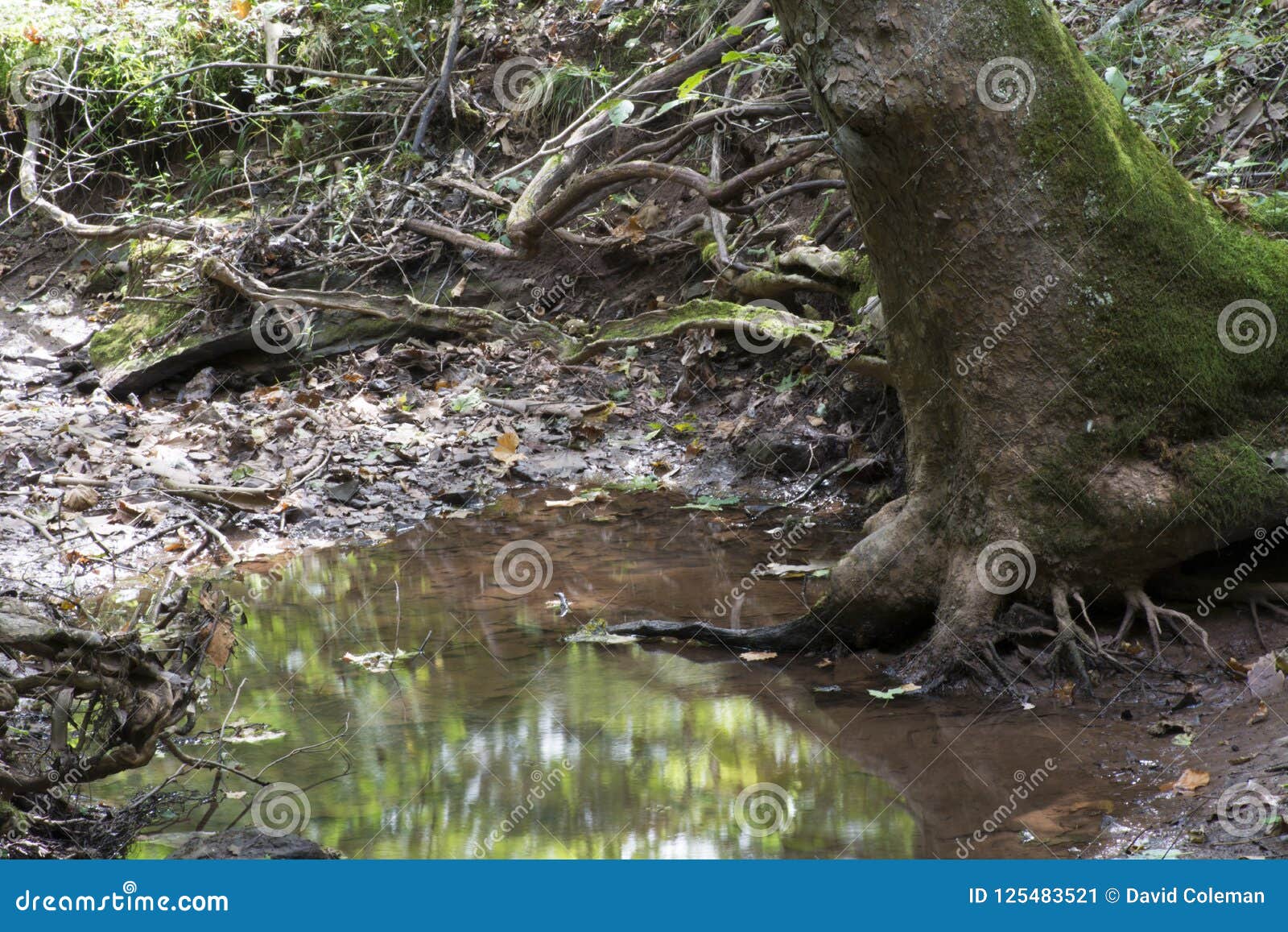 Pool of Water with Tree Roots Stock Image - Image of channel, water ...