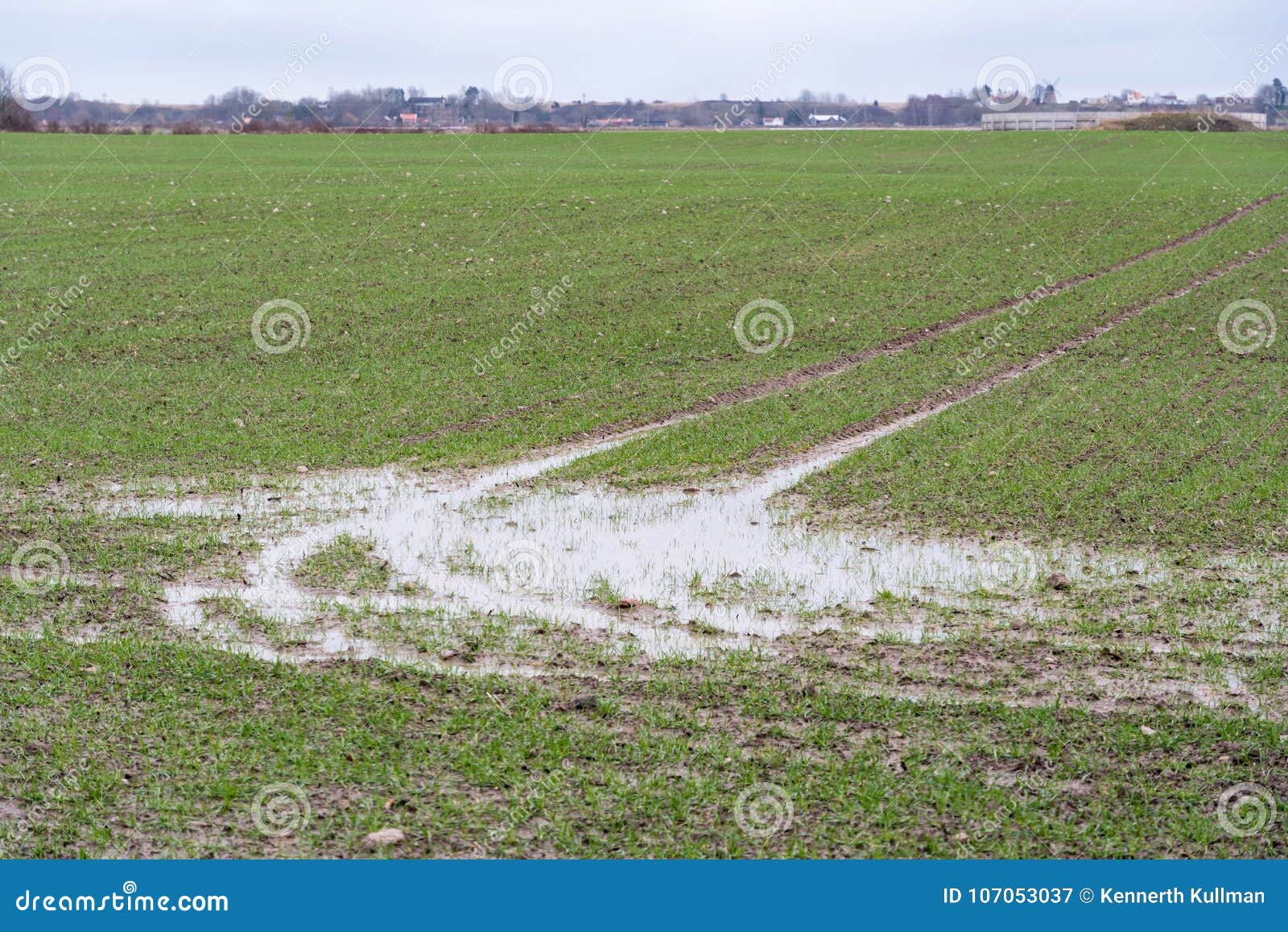 Wet grain field stock image. Image of puddle, pool, crop - 107053037