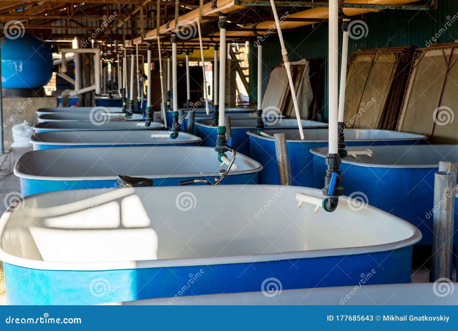 Pools for Breeding Sturgeon Fish on Fish Farm Stock Image - Image of ...