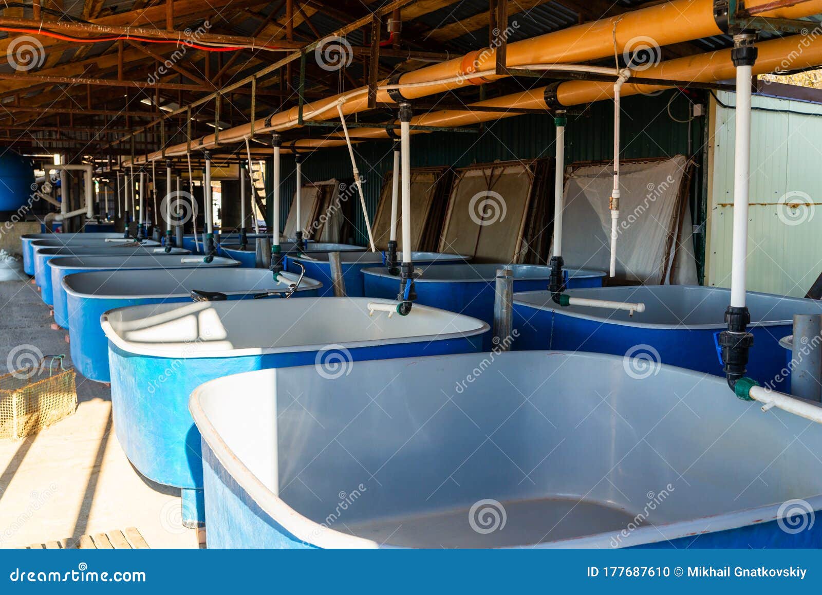 Pools for Breeding Sturgeon Fish on Fish Farm Stock Photo - Image of ...