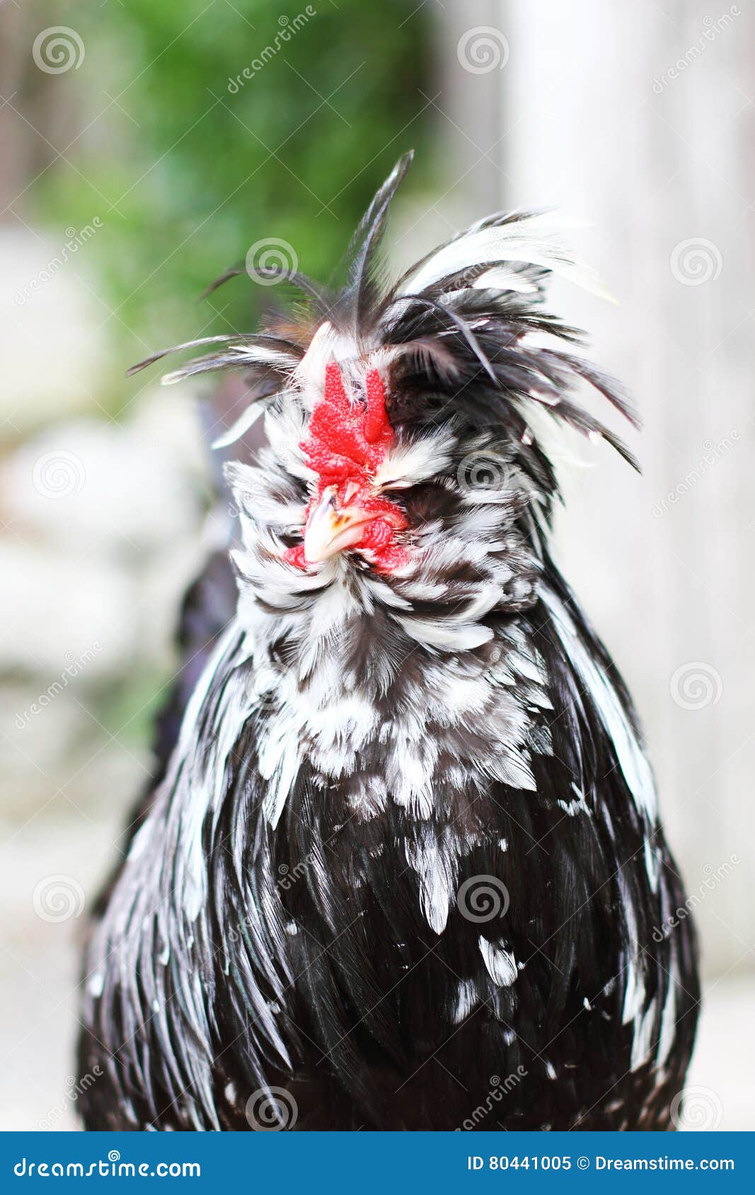 Pools Kippenras stock afbeelding. Image of mooi, haar - 80441005