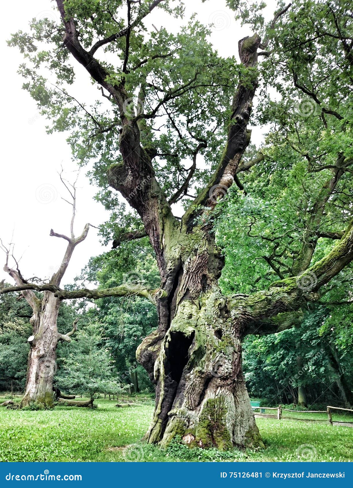 Poolse historische eik stock afbeelding. Image of boom - 75126481