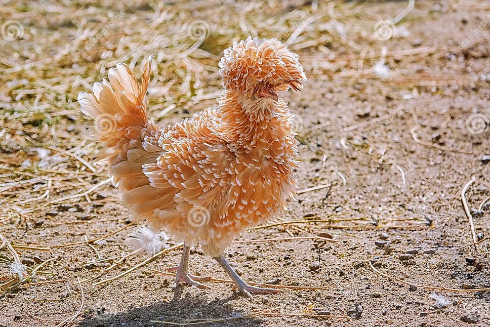 Poolse Kip in de Yard stock afbeelding. Image of kuiken - 130421417