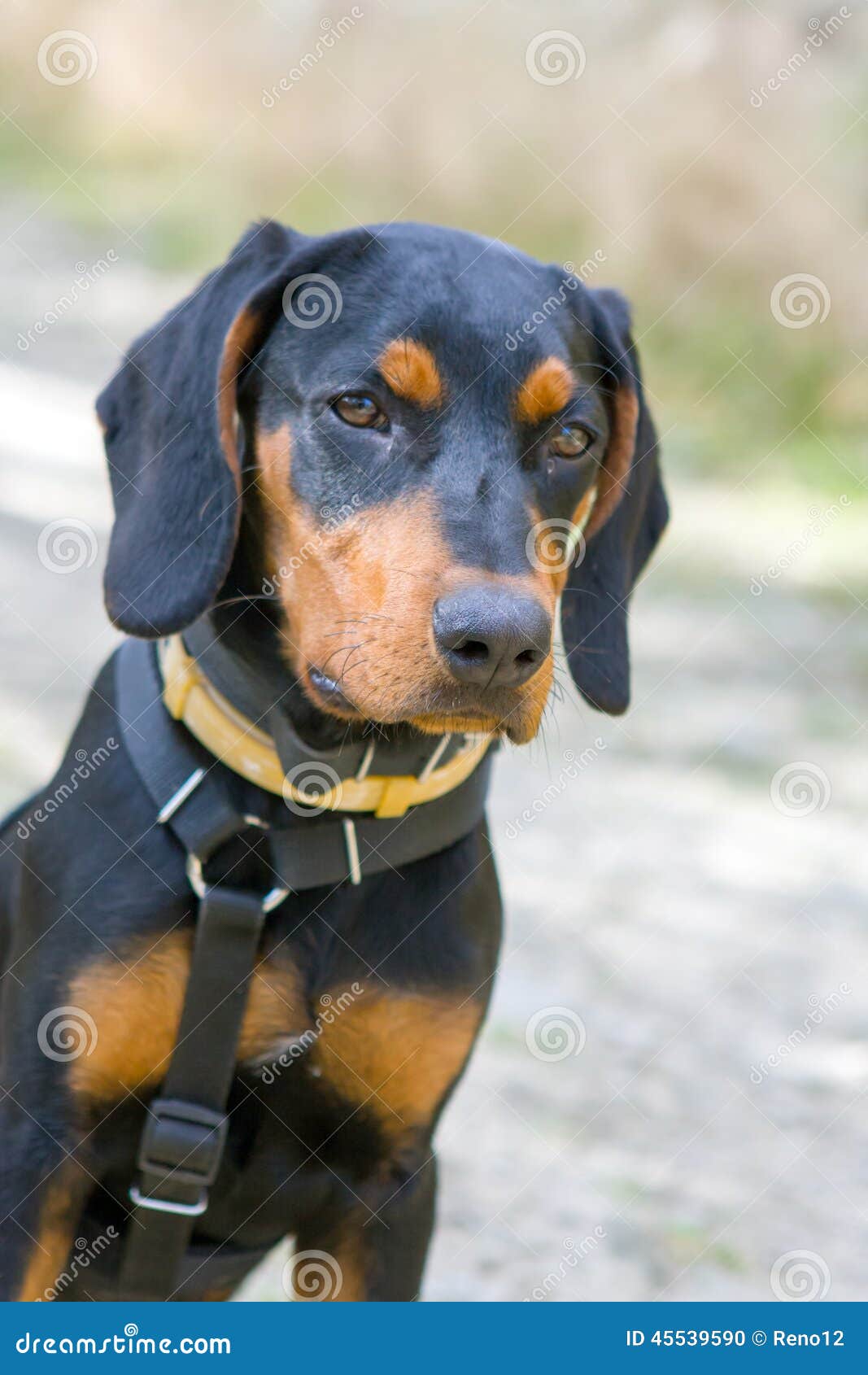 Poolse Scenthound-Hond stock foto. Image of leuk, gang - 45539590