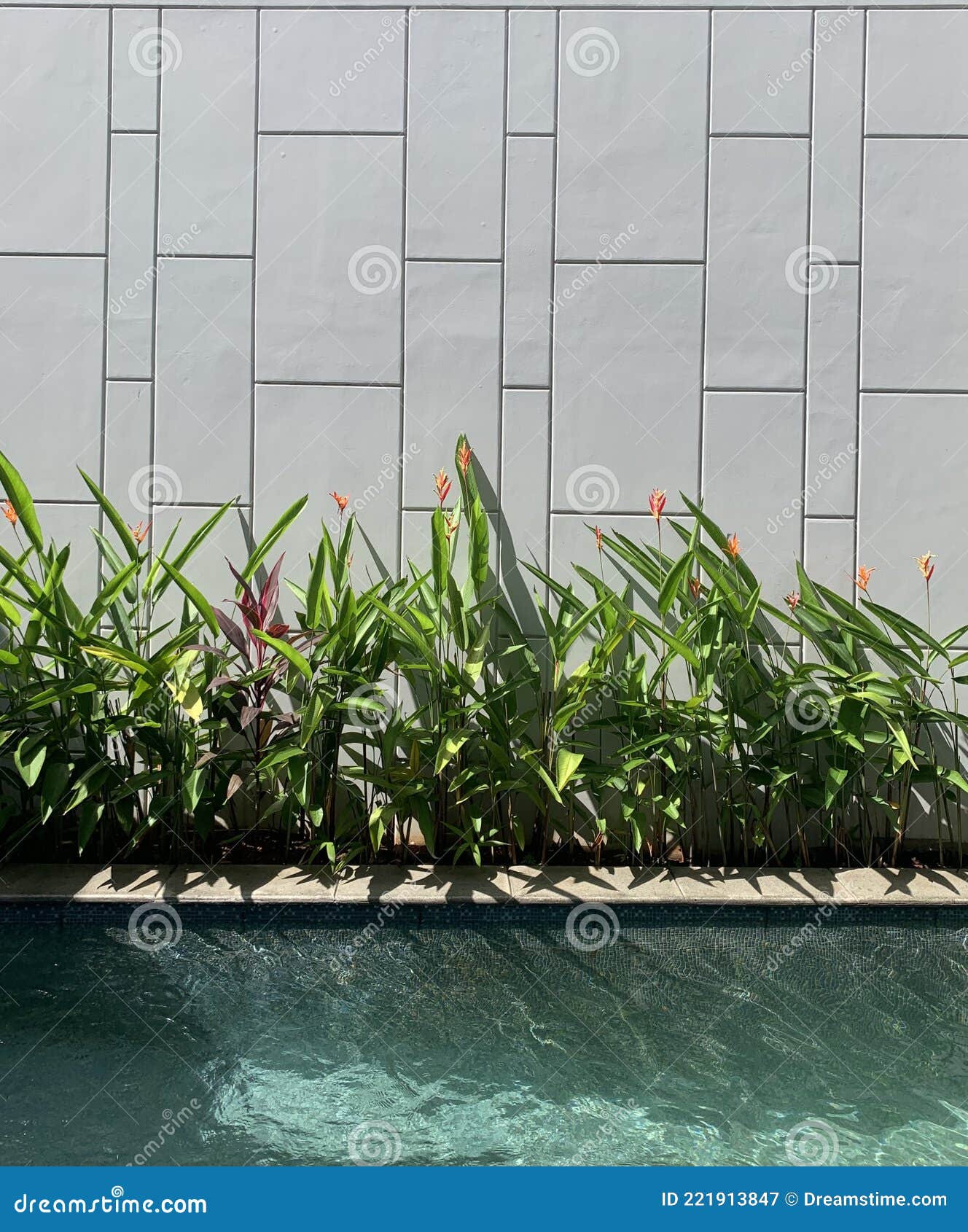 Poolside stock image. Image of wall, wallpaper, poolside - 221913847