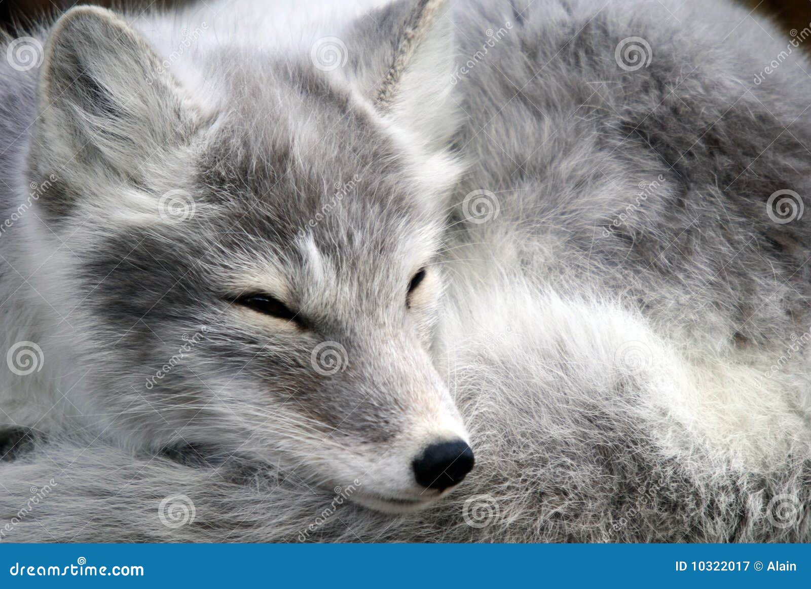 Poolvos stock afbeelding. Image of noordpool, zoogdier - 10322017